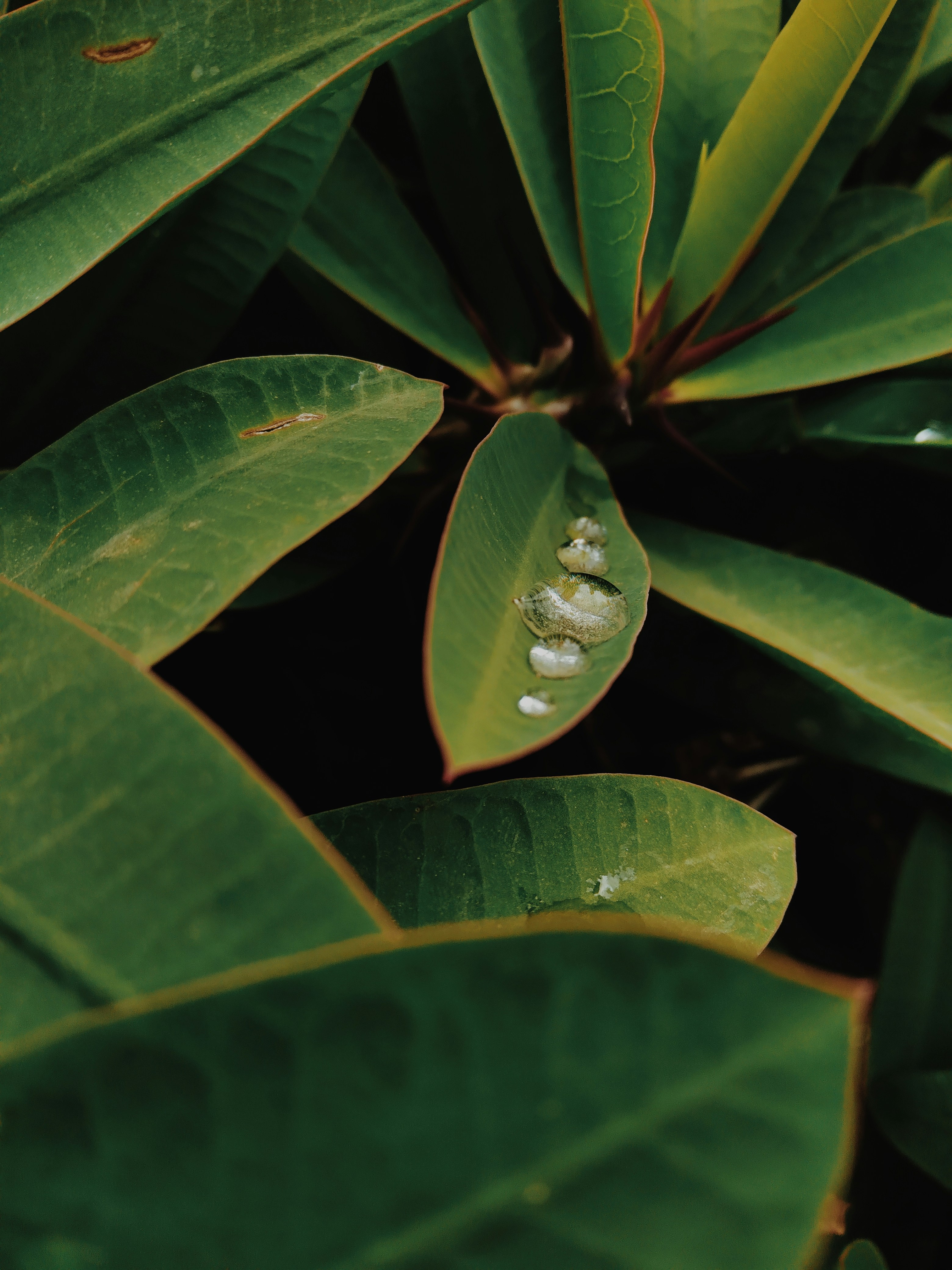 a close up of a leaf with drops of water on it