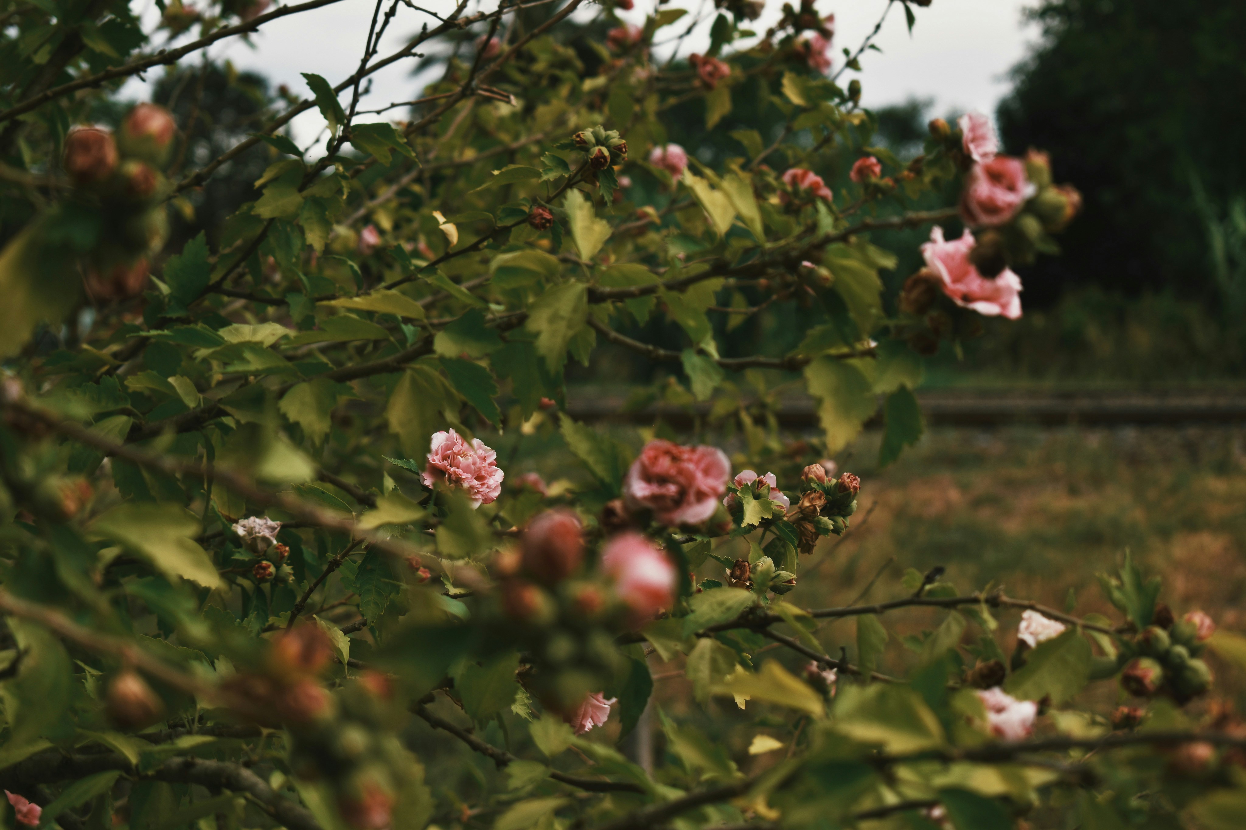 Delicate pink flowers emerge among lush green foliage, hinting at the transition from winter to spring. The scene captures nature's quiet beauty.