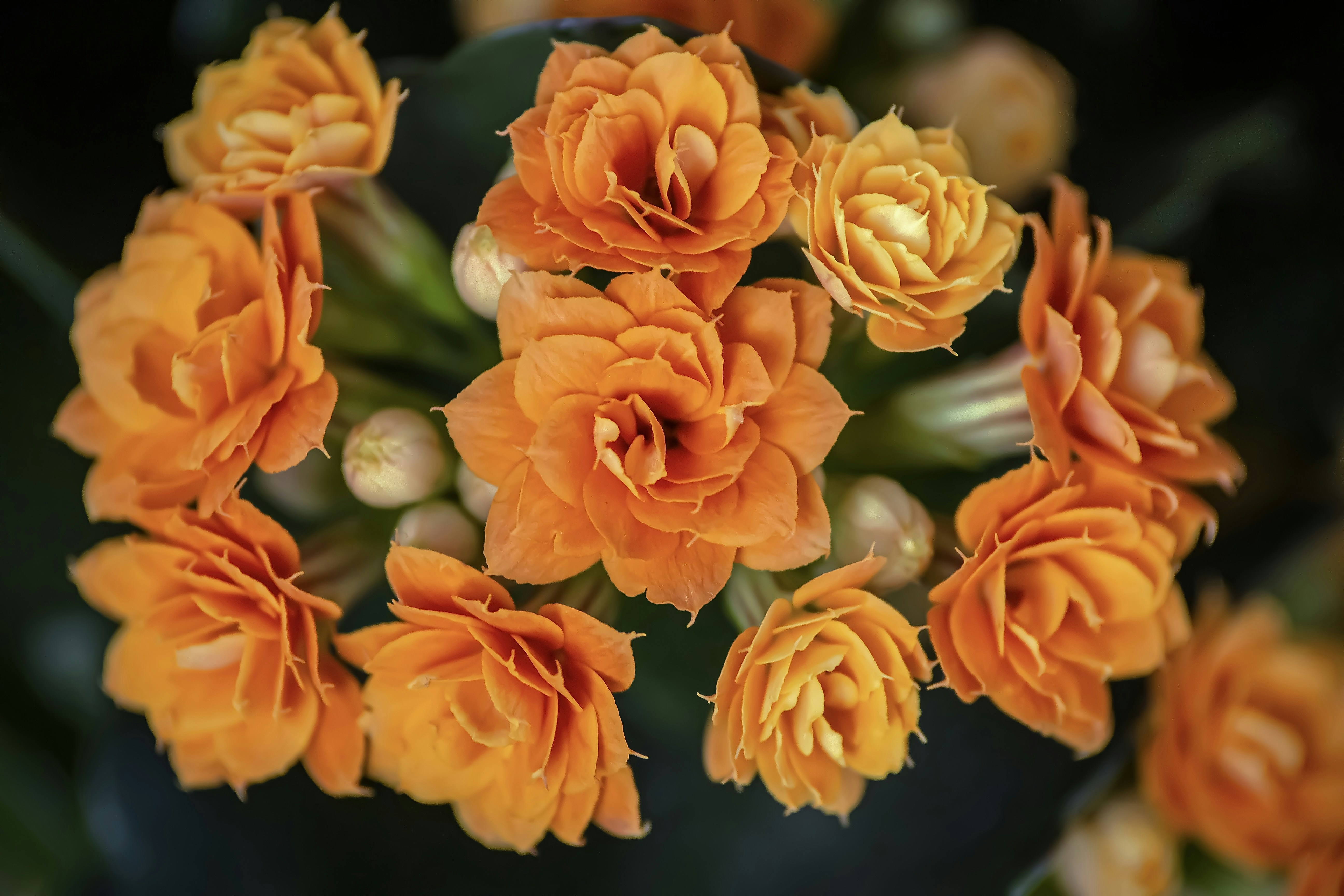 a bunch of orange flowers that are in a vase