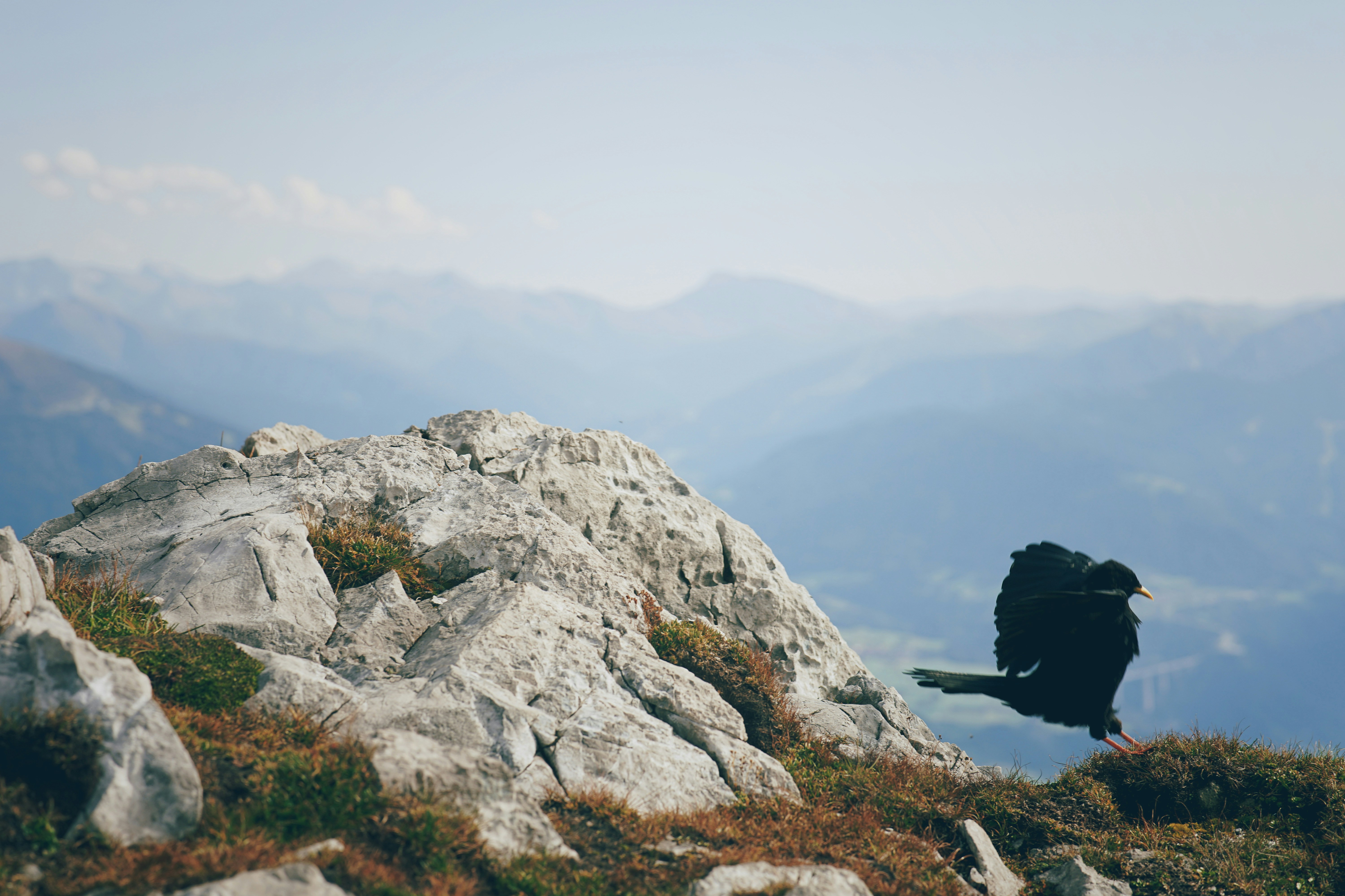 Raven on the Alpine Edge: Watchful over Misty Peaks