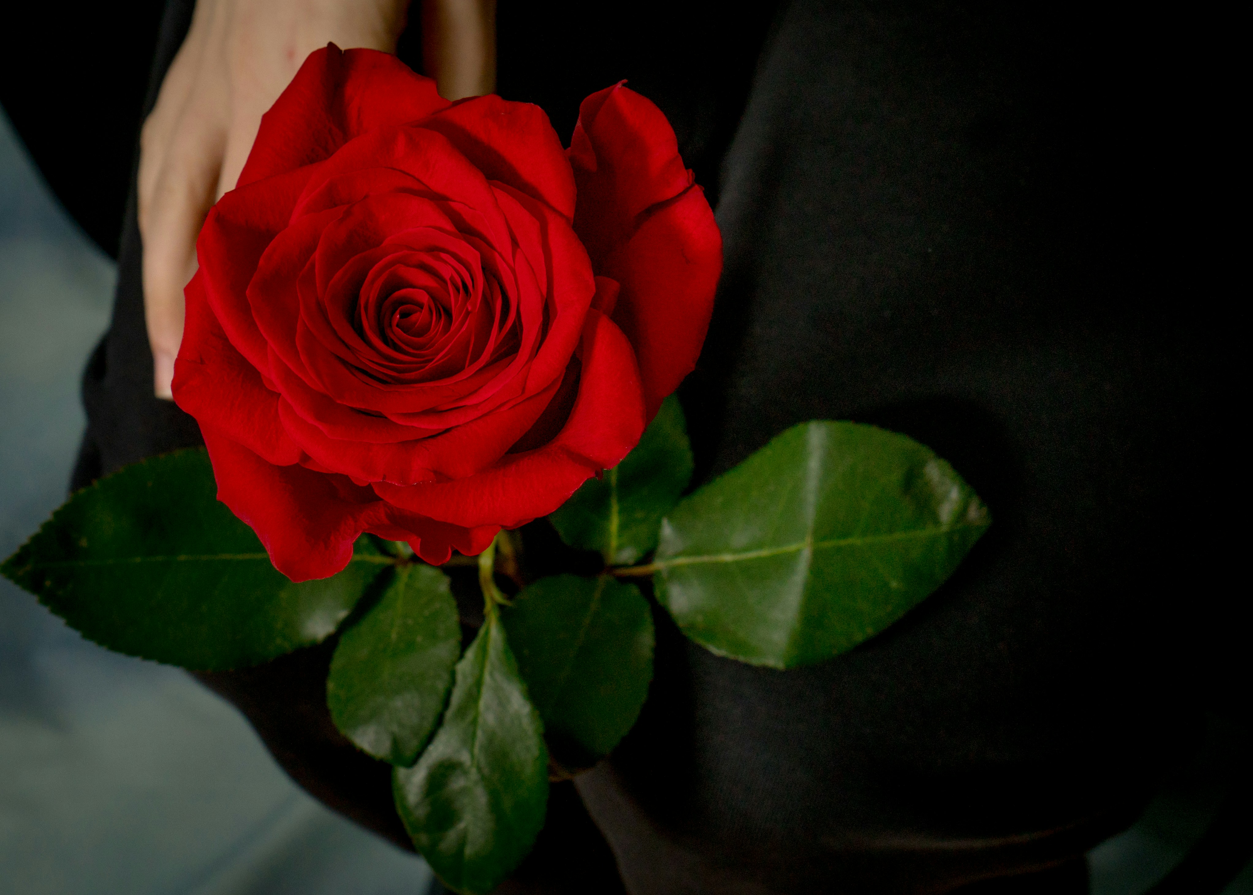 A person holding a red rose in their hands photo – Free Flower Image on ...