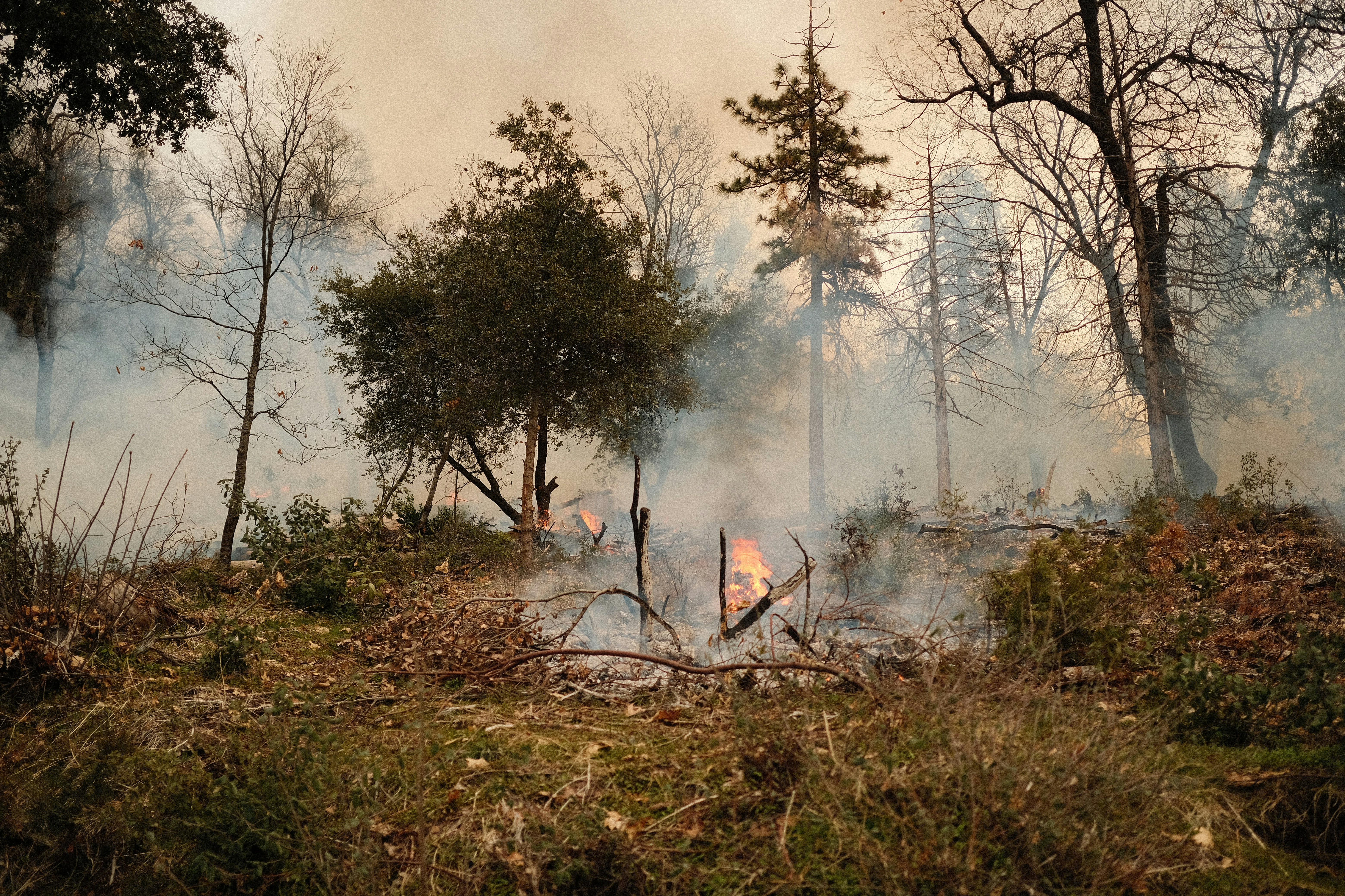 Ember Threads Through Smoke in a Charred Clearing