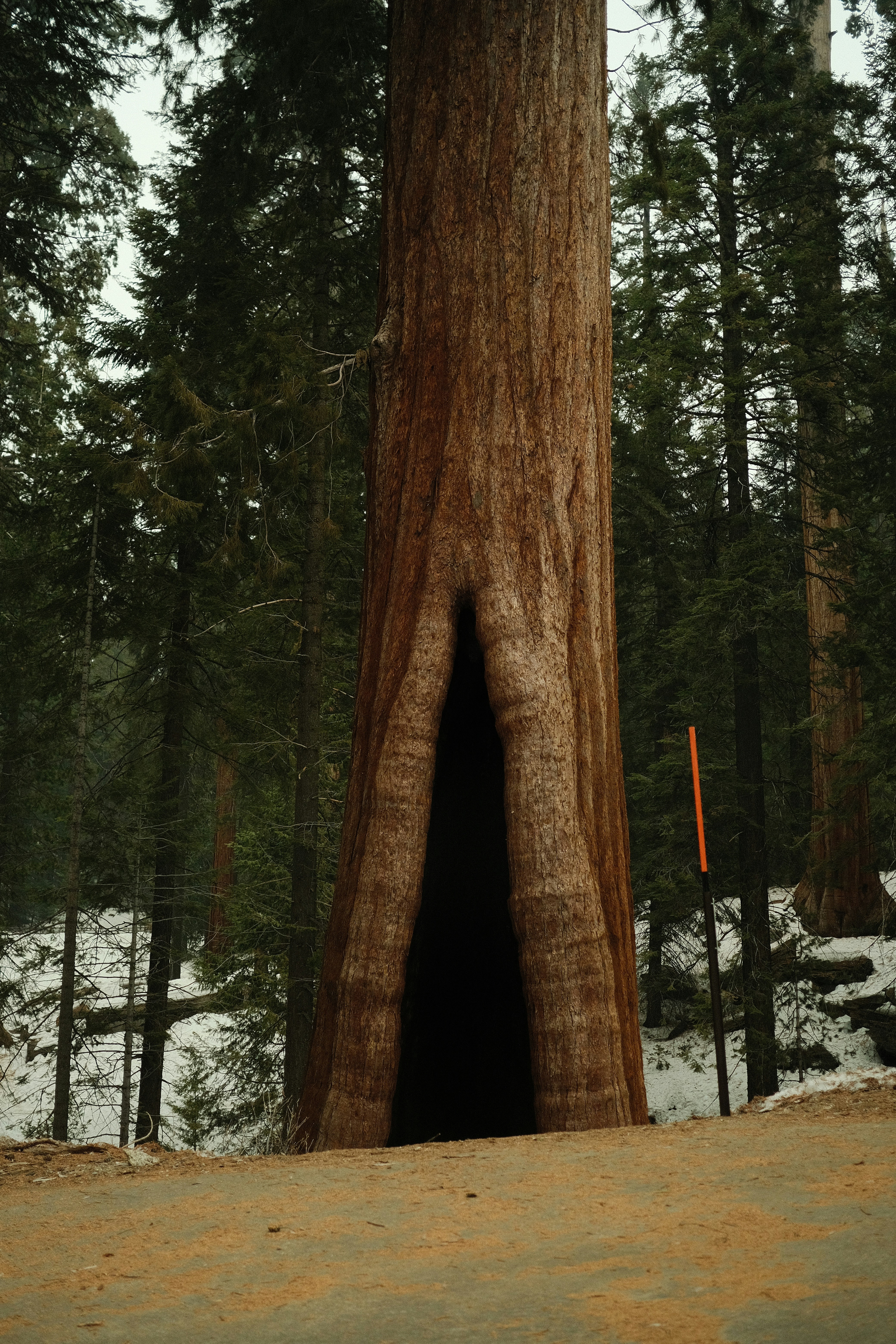 a large tree with a hole in the middle of it