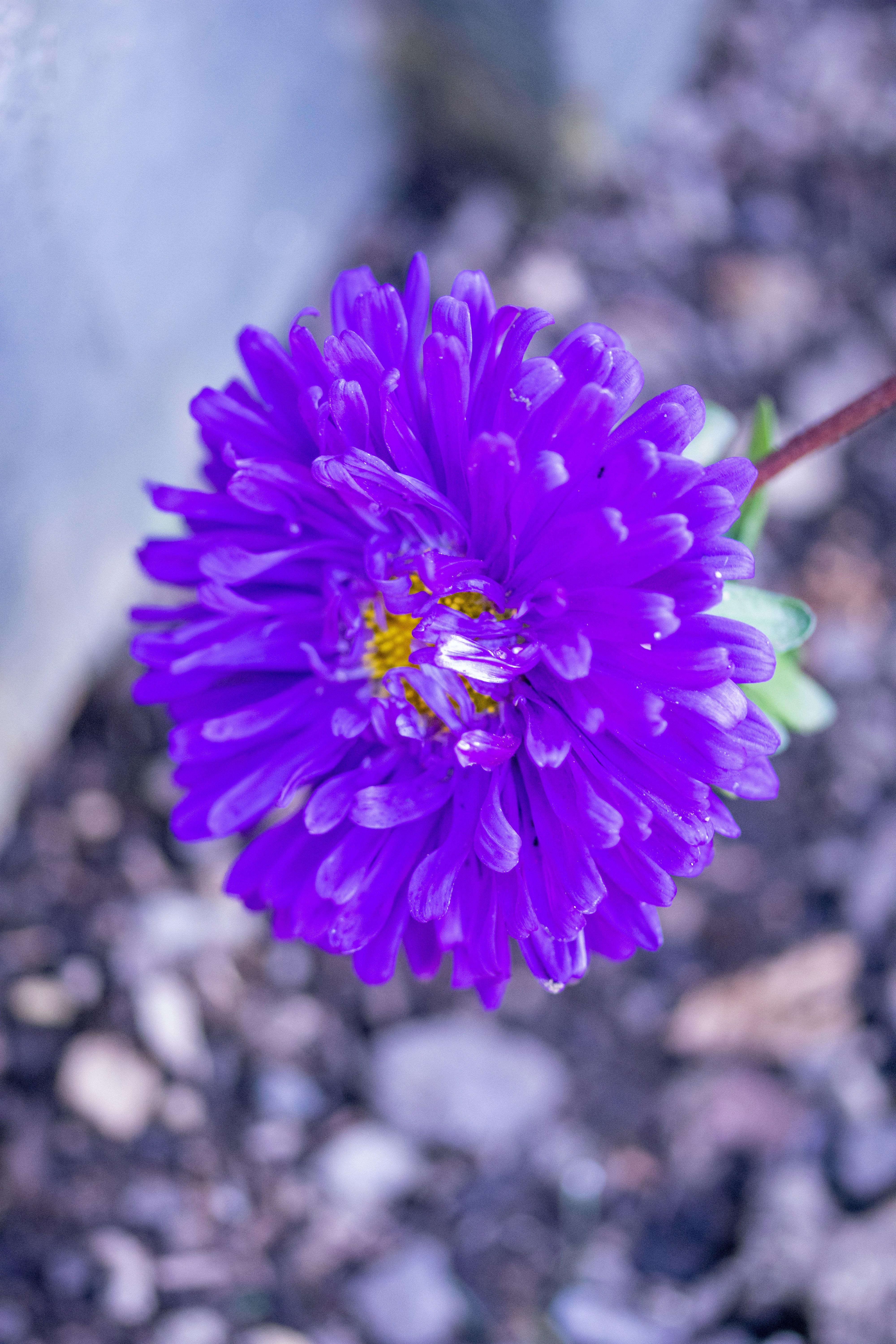 Petal Prism: Close-Up of a Violet Aster with Luminous Petals