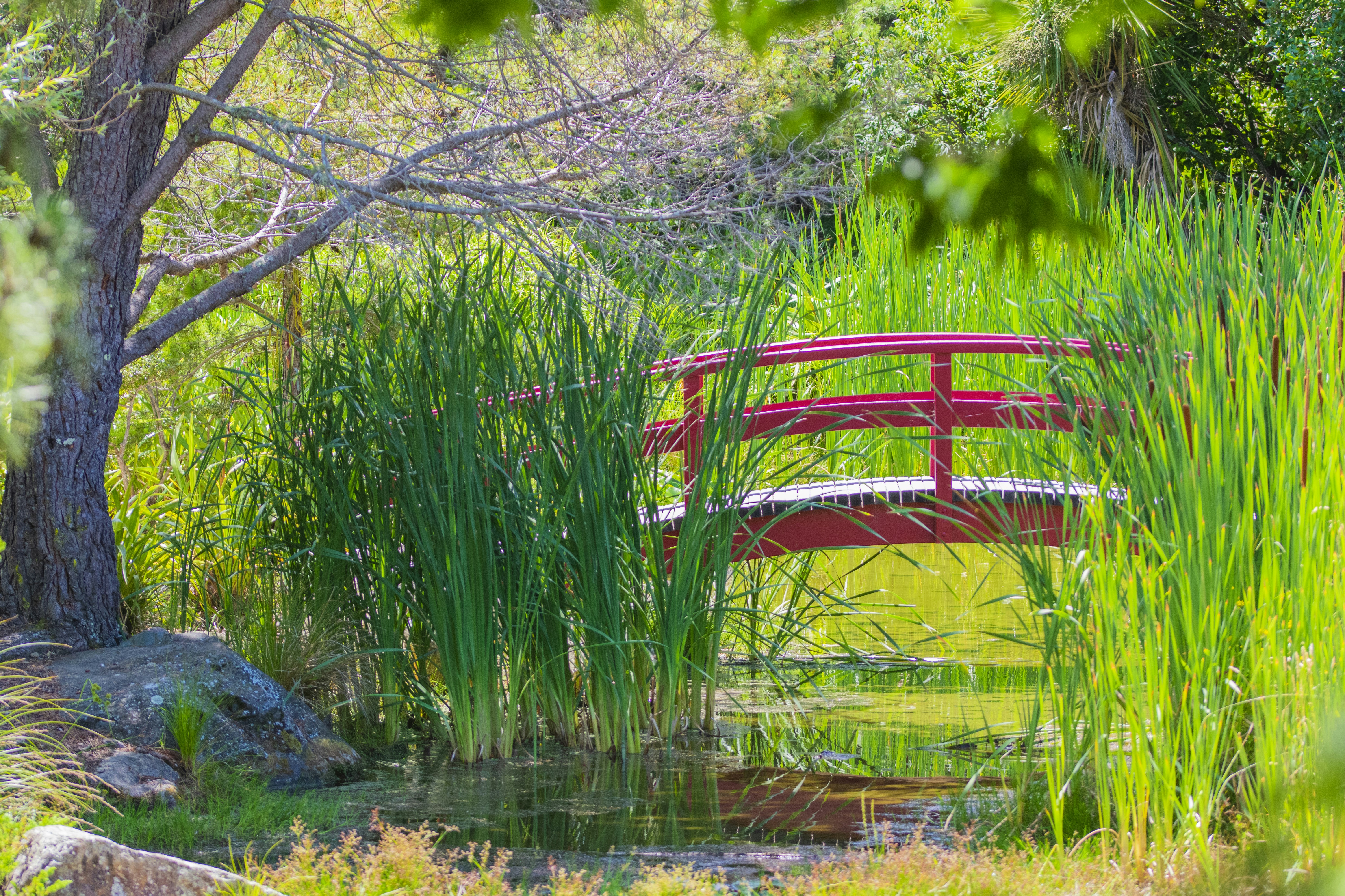 A red bridge over a pond surrounded by tall grass photo – Free Nature ...