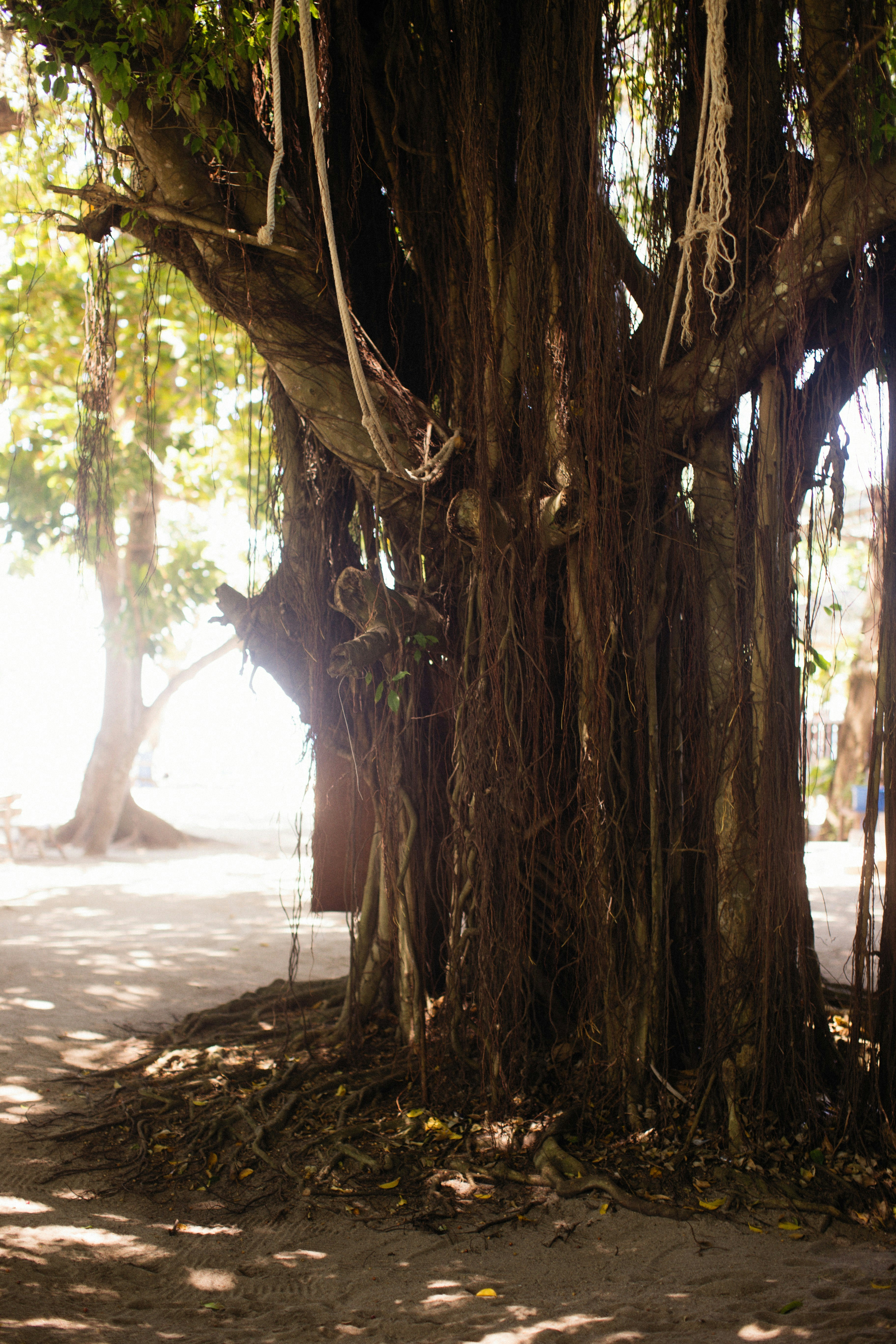 Foto zum Thema Ein großer Baum mit vielen Ranken, die darauf wachsen ...