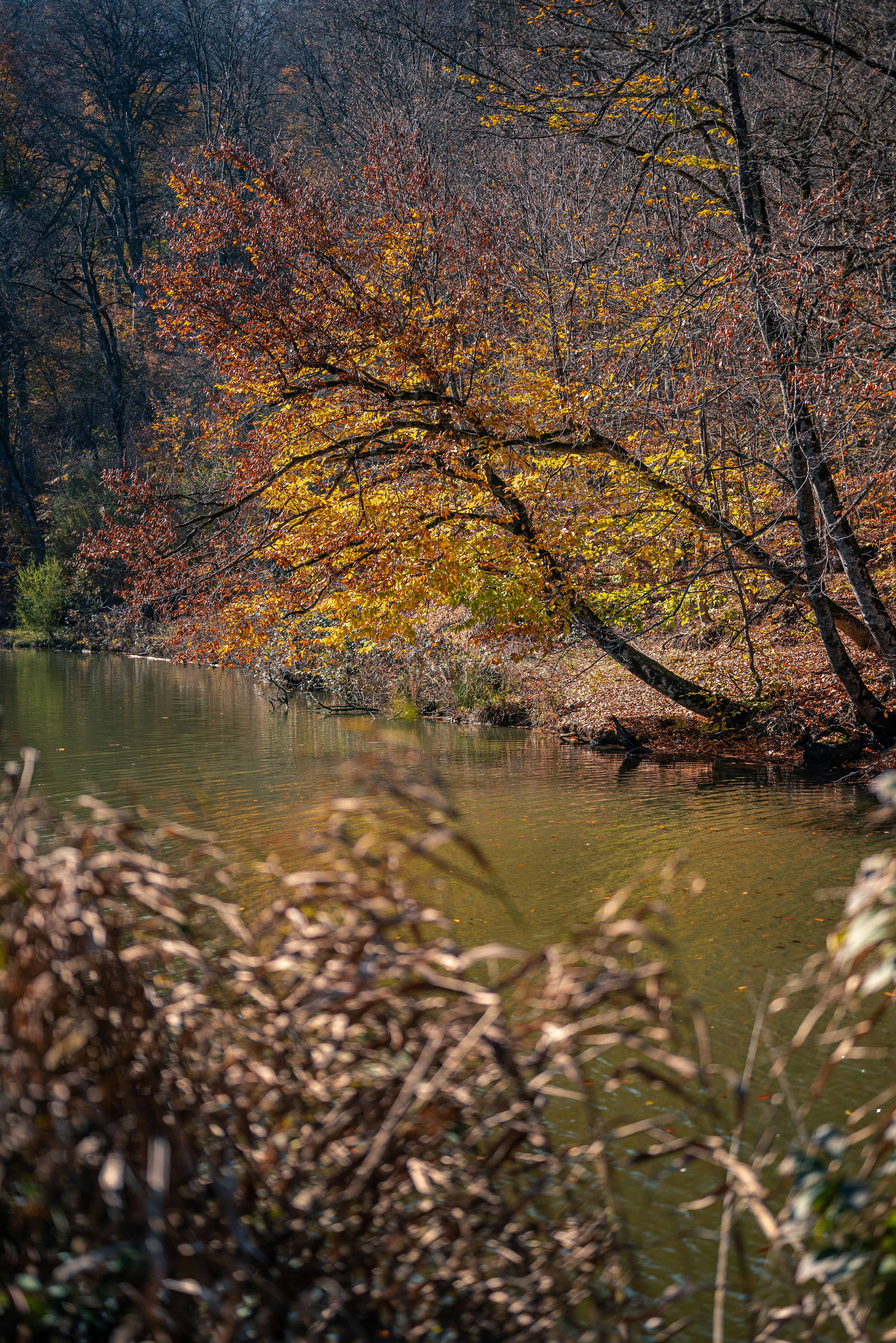 A body of water surrounded by trees in the fall photo – Free Gosh lake ...