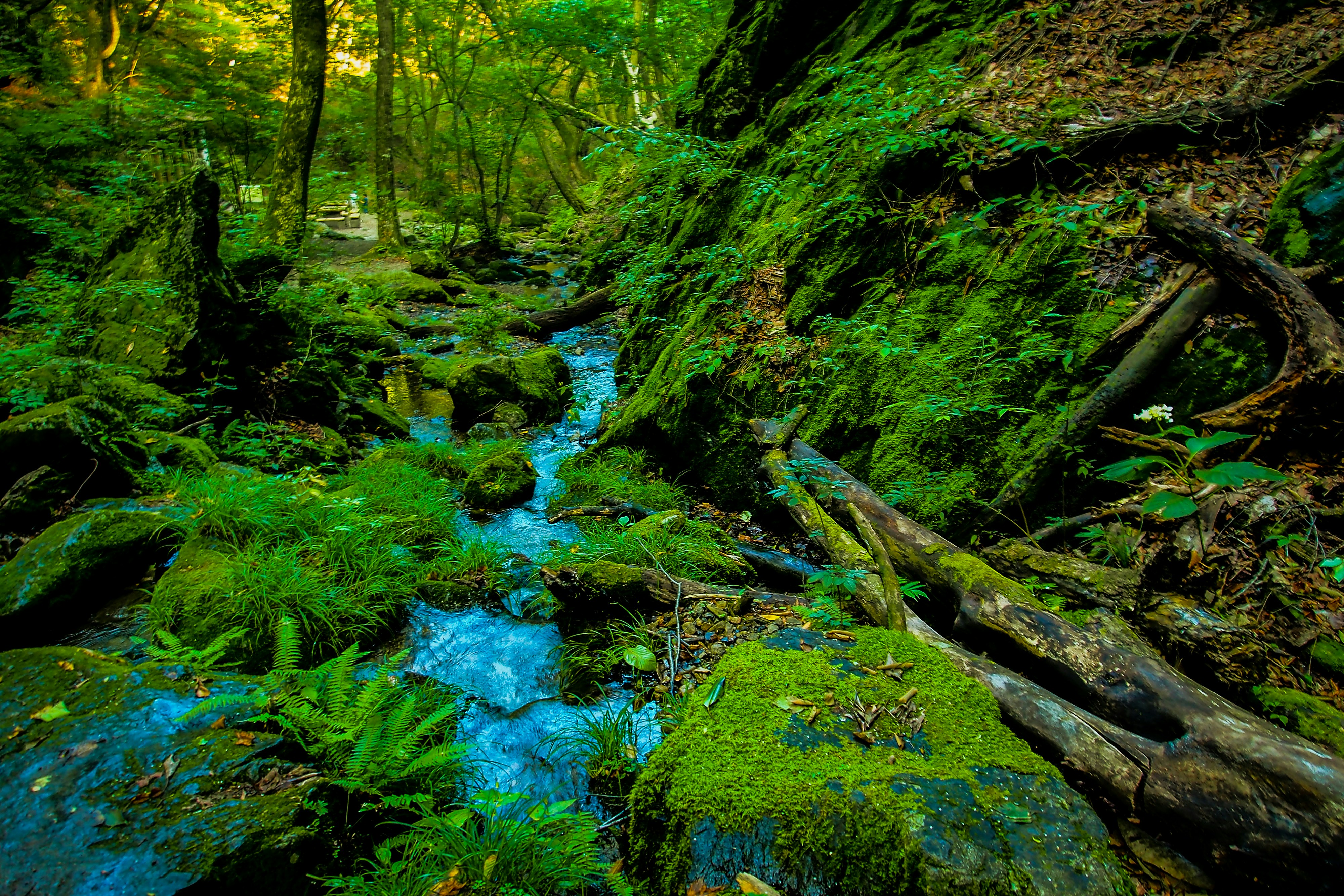 Tranquil stream winding through a verdant forest with moss-covered rocks and dense foliage.
