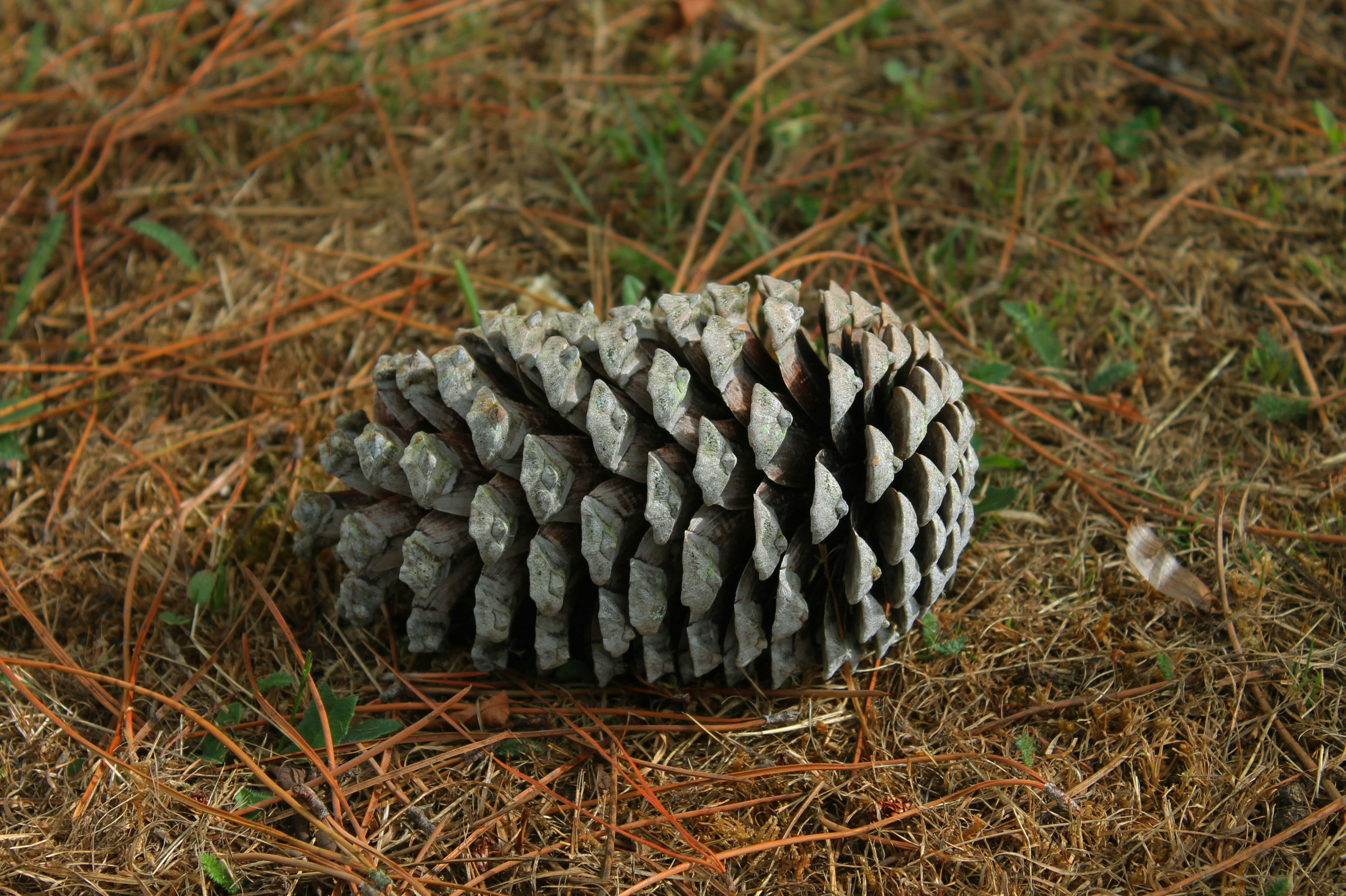 a close up of a pine cone on the ground