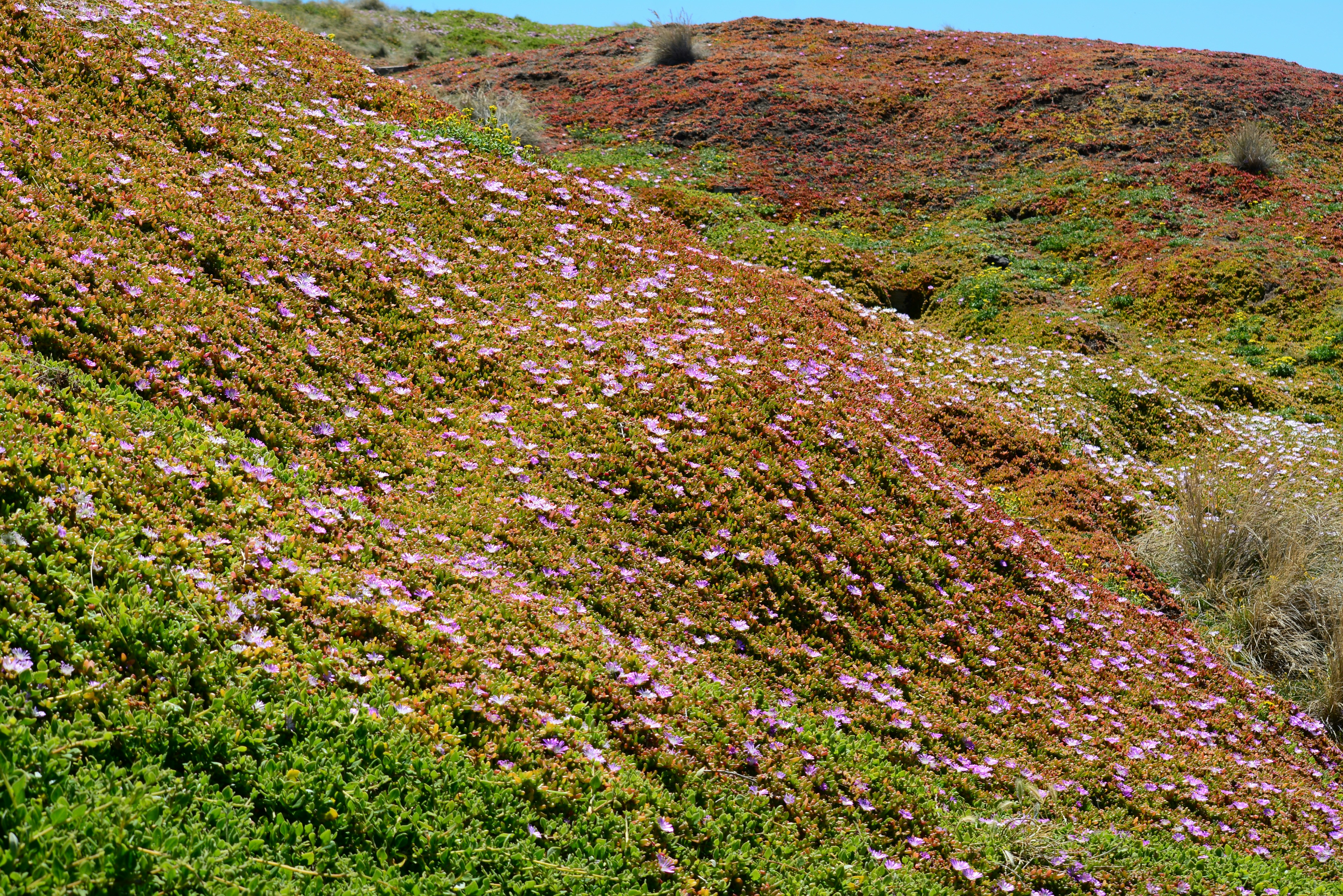 Slopes of Pink: a hillside meadow woven with wildflowers