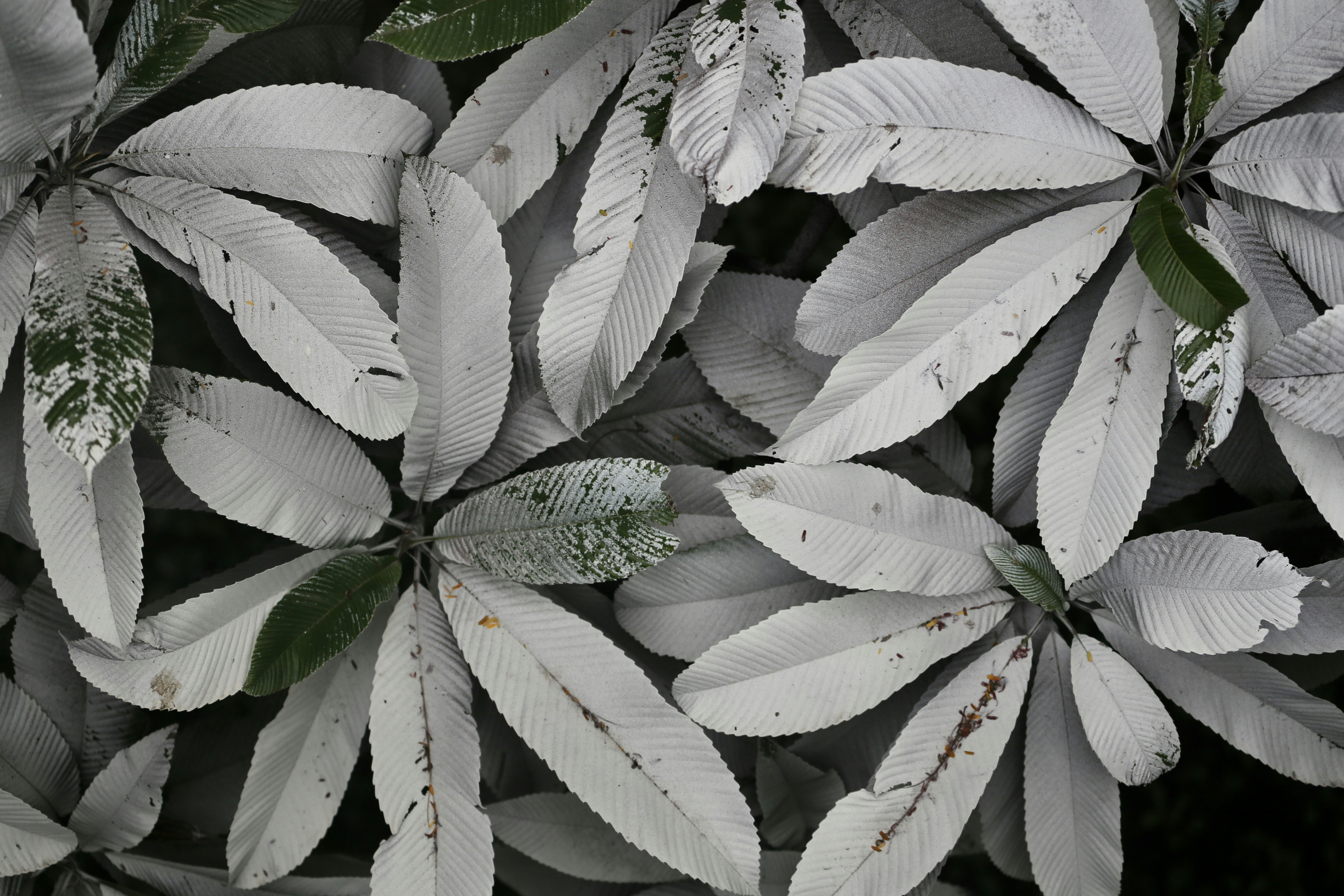 Close-up of textured leaves in varying shades of green and gray, showcasing intricate patterns and natural beauty.