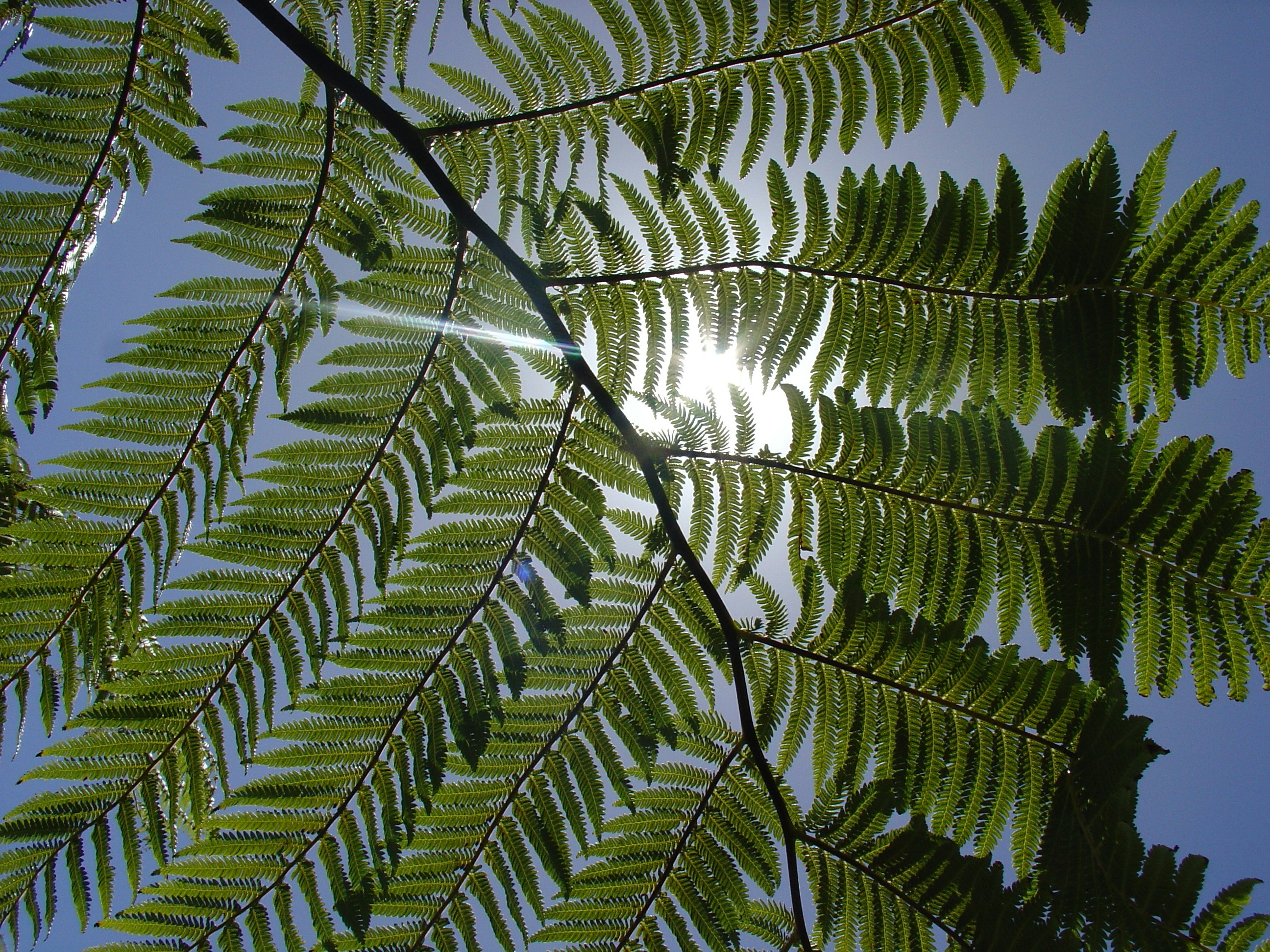 Backlit fern fronds form a geometric lattice against a bright blue sky, revealing intricate leaf venation and edge detail.