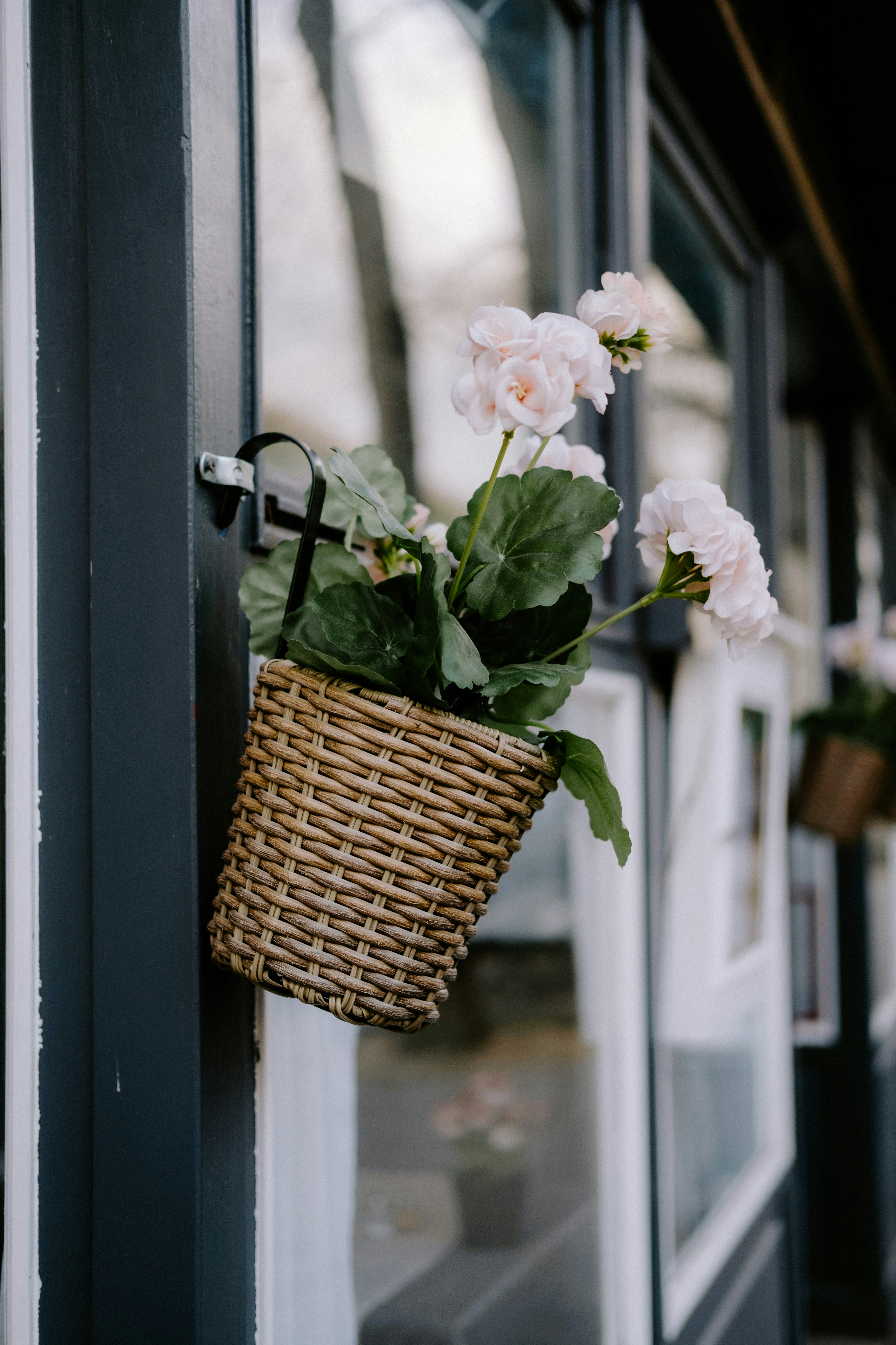 Hanging Basket of Pale Pink Geraniums Against Storefront Glass