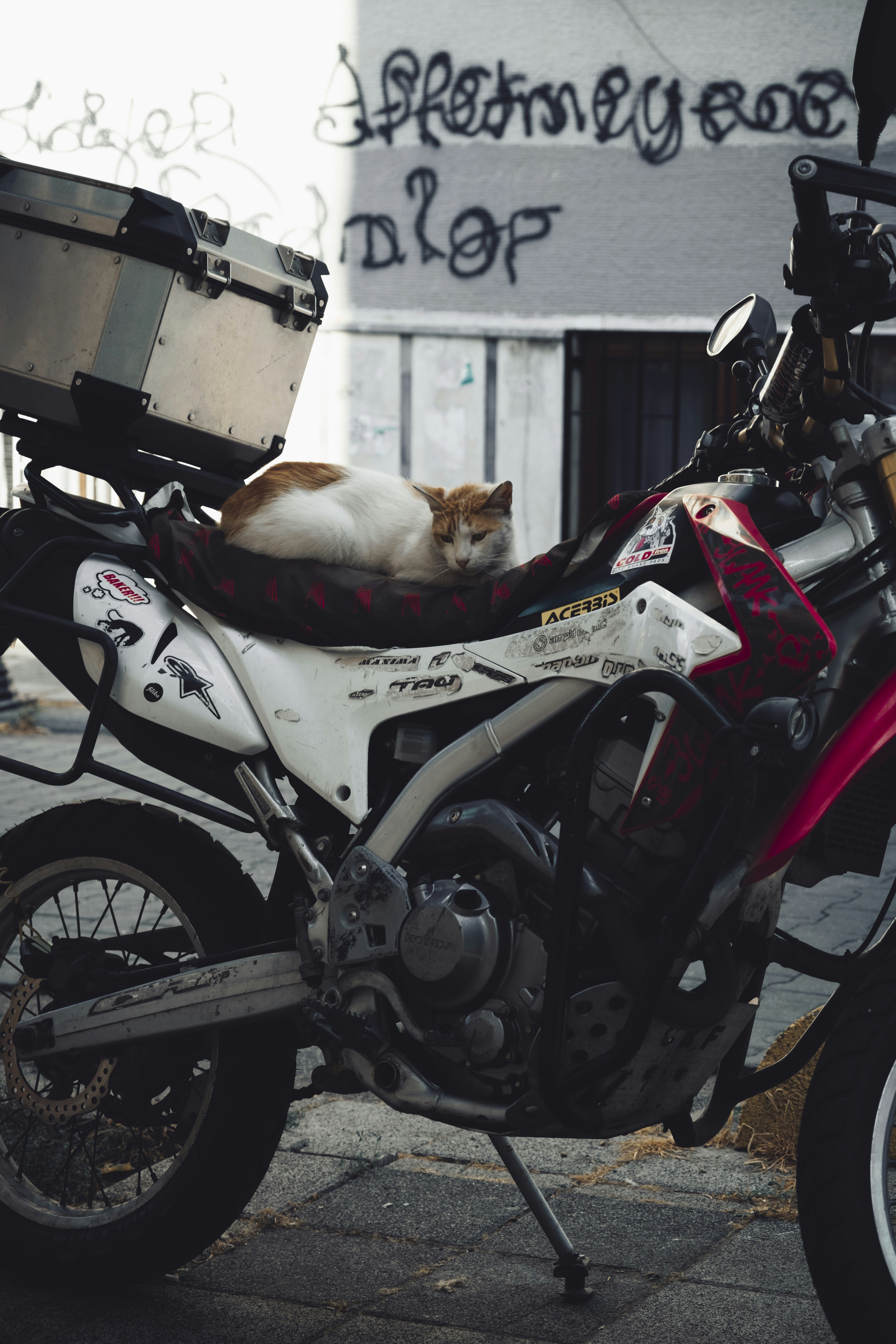 A relaxed cat rests atop a motorcycle adorned with stickers, set against a backdrop of urban graffiti. The scene captures the contrast between city life and a moment of tranquility.