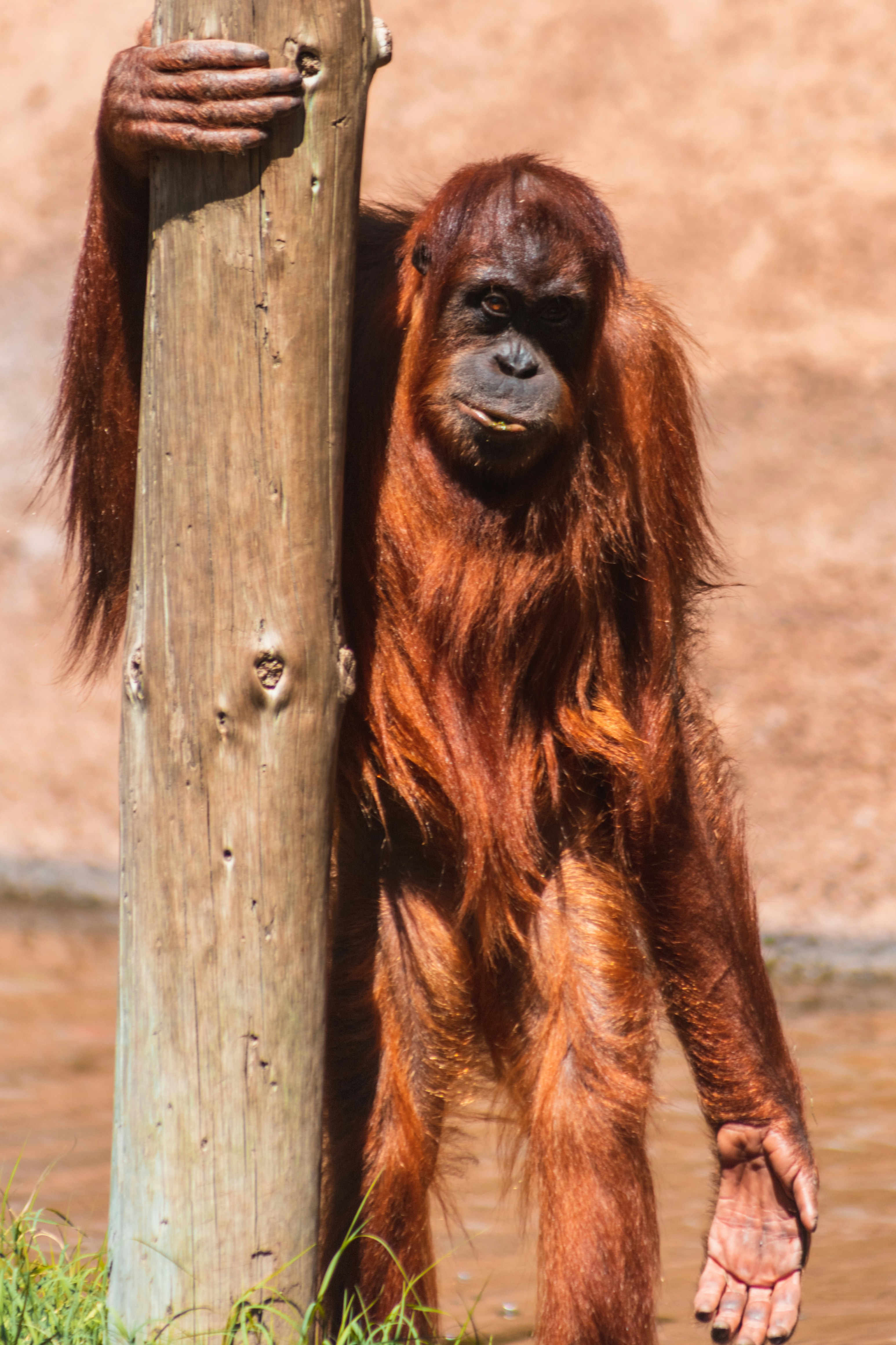 Standing Orangutan