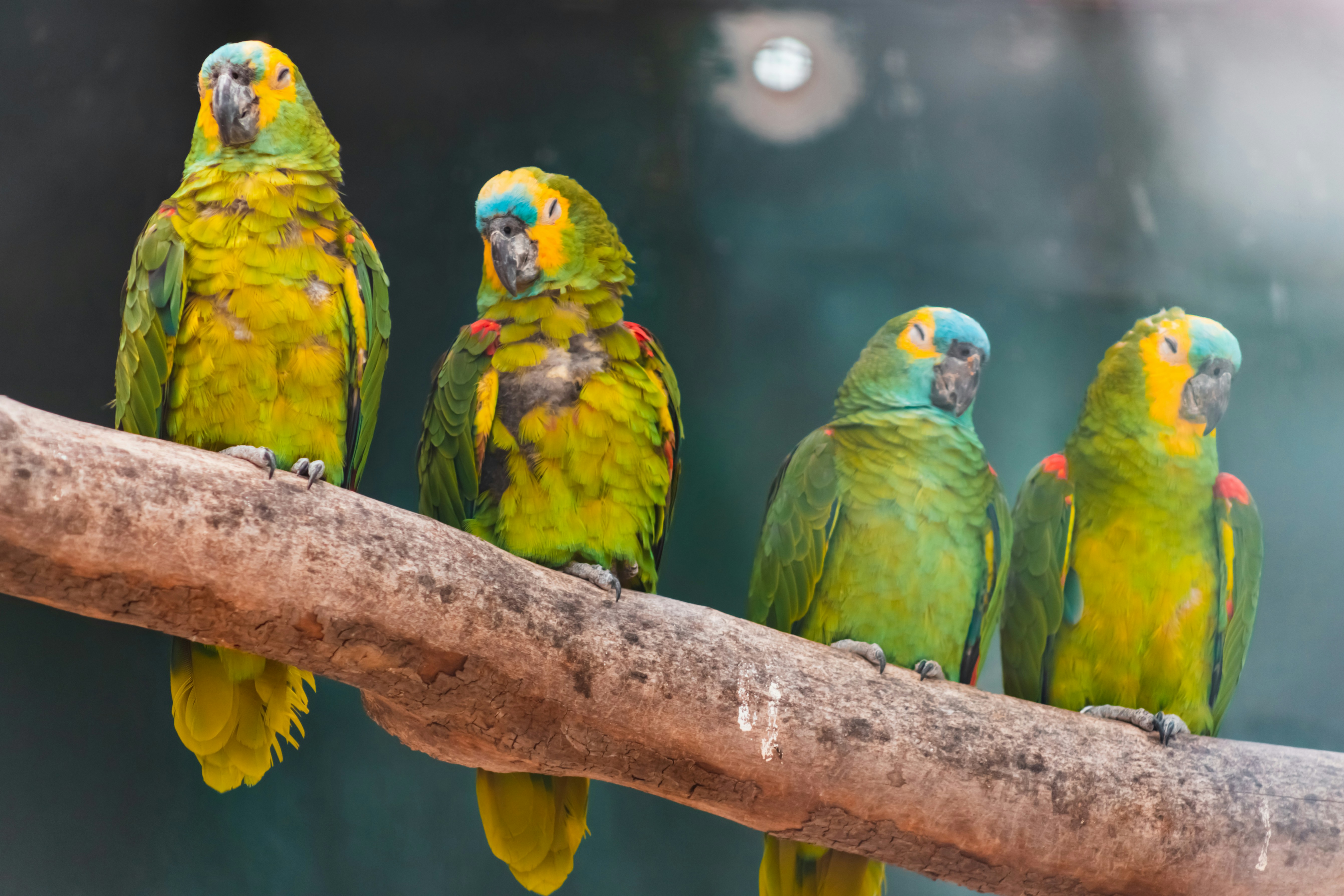 A group of green and yellow birds sitting on a branch photo – Free ...