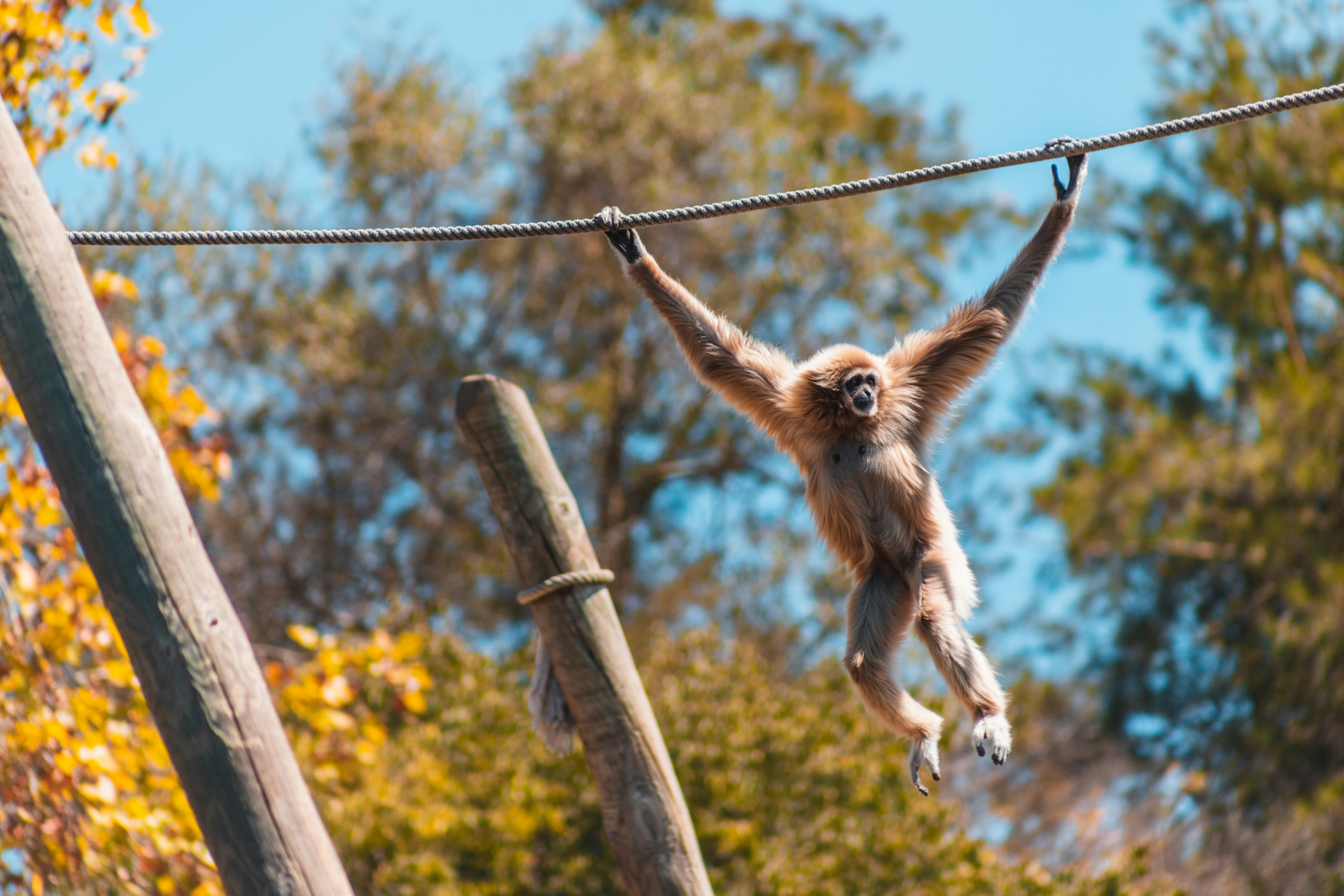 A monkey hanging upside down on a rope photo – Free Lisbon zoo Image on ...