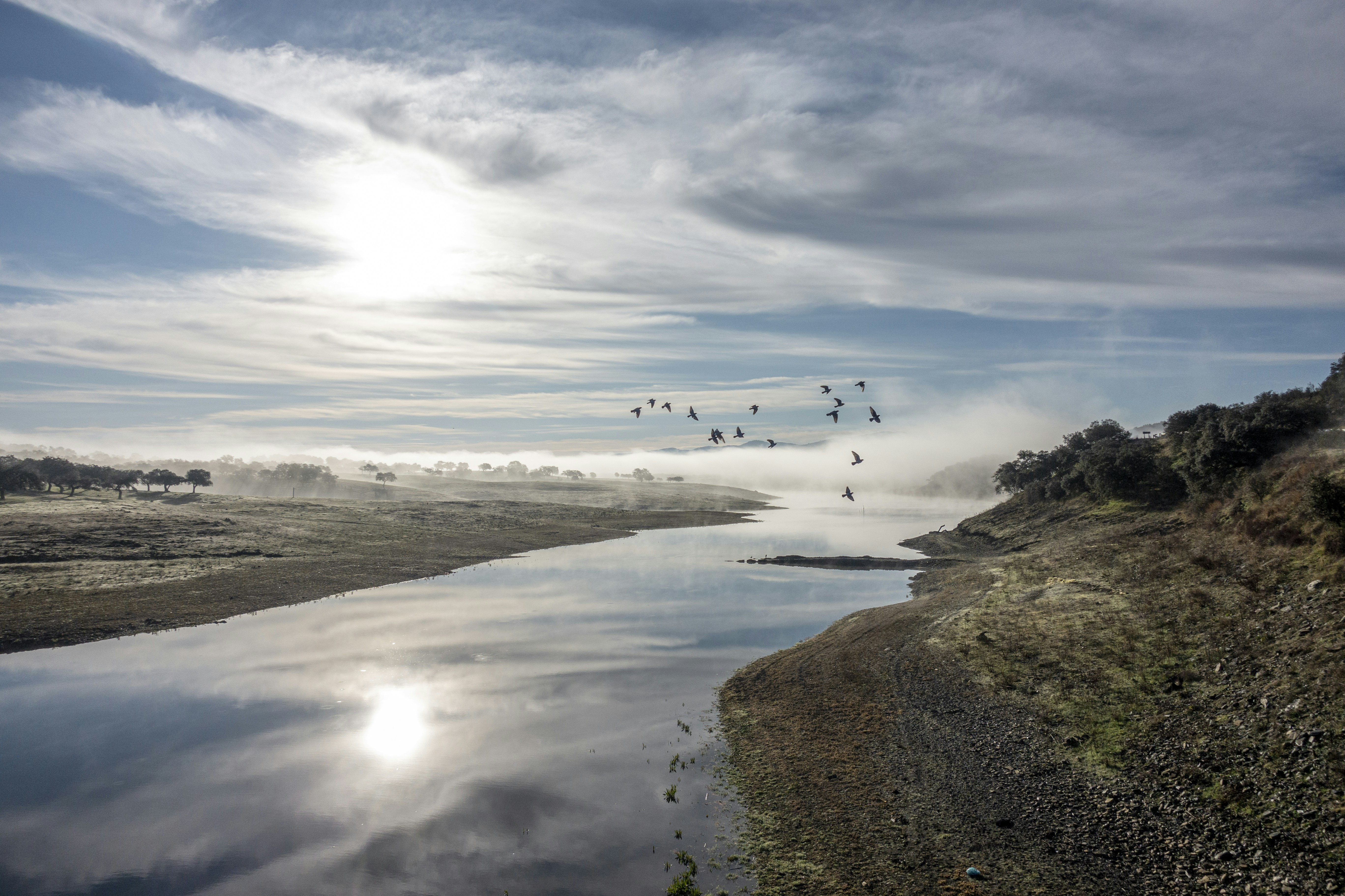 Une volée d’oiseaux survolant un plan d’eau photo – Photo La nature ...