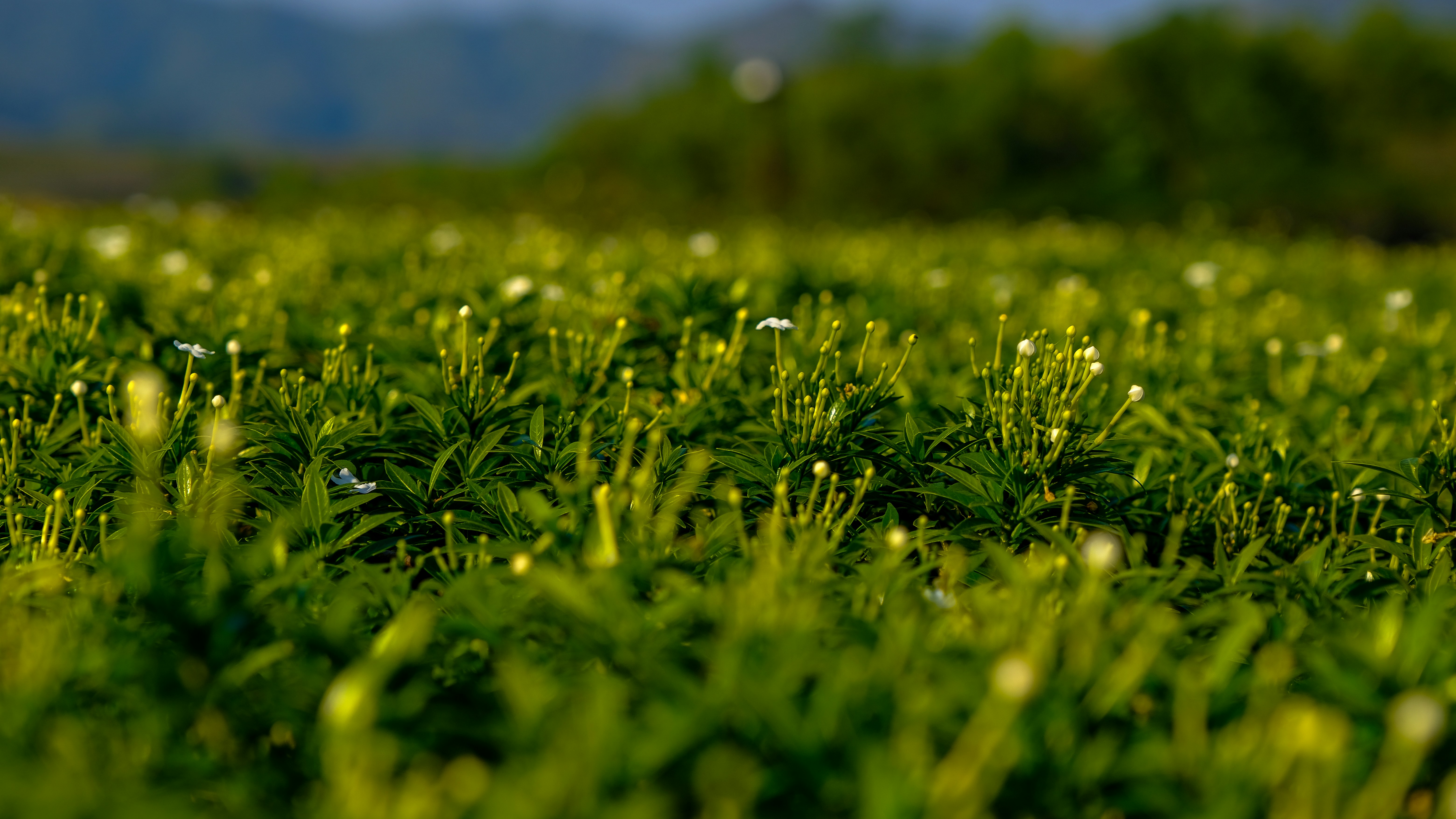 Lush green field dotted with tiny white flowers under a clear blue sky.