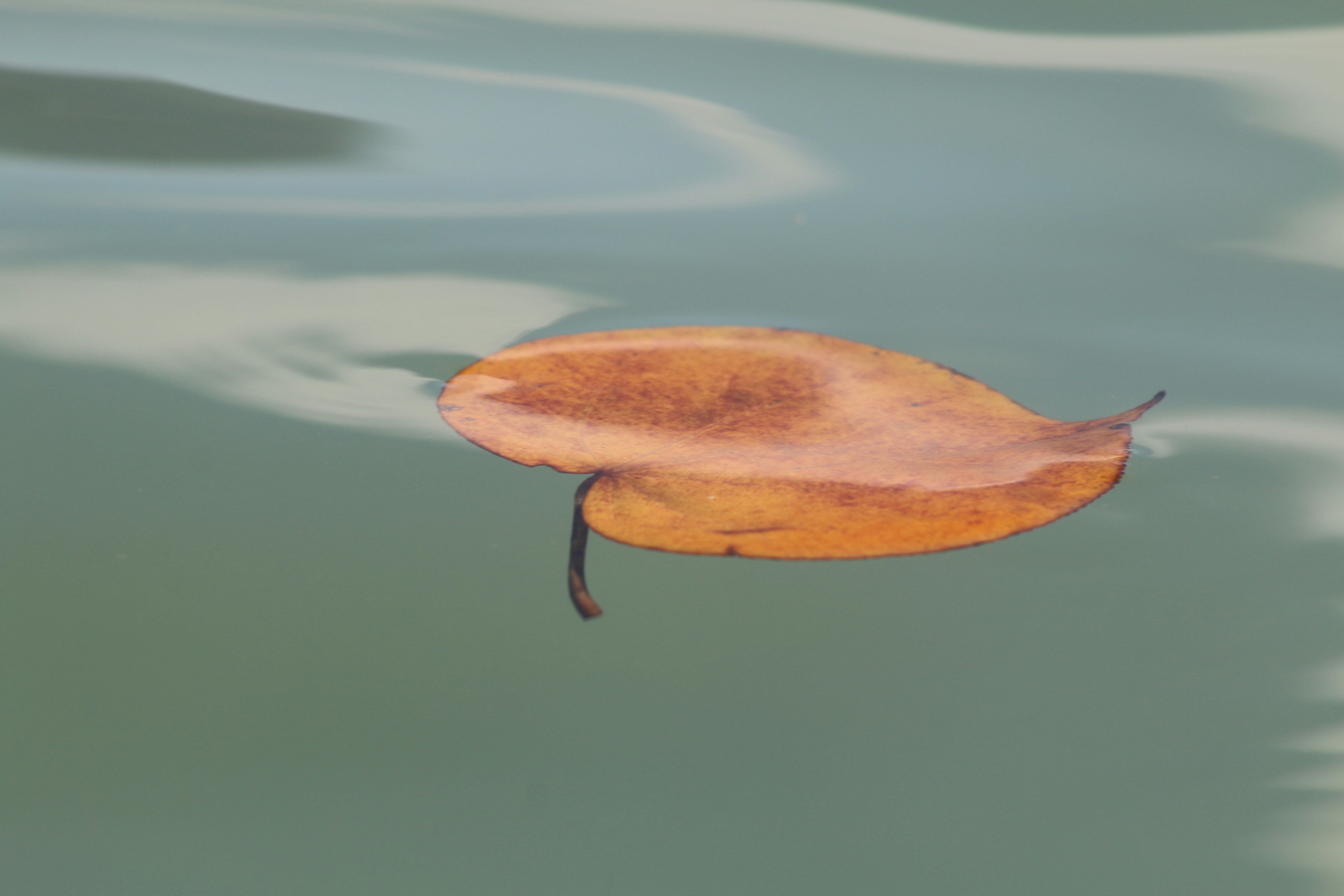 a leaf floating on top of a body of water