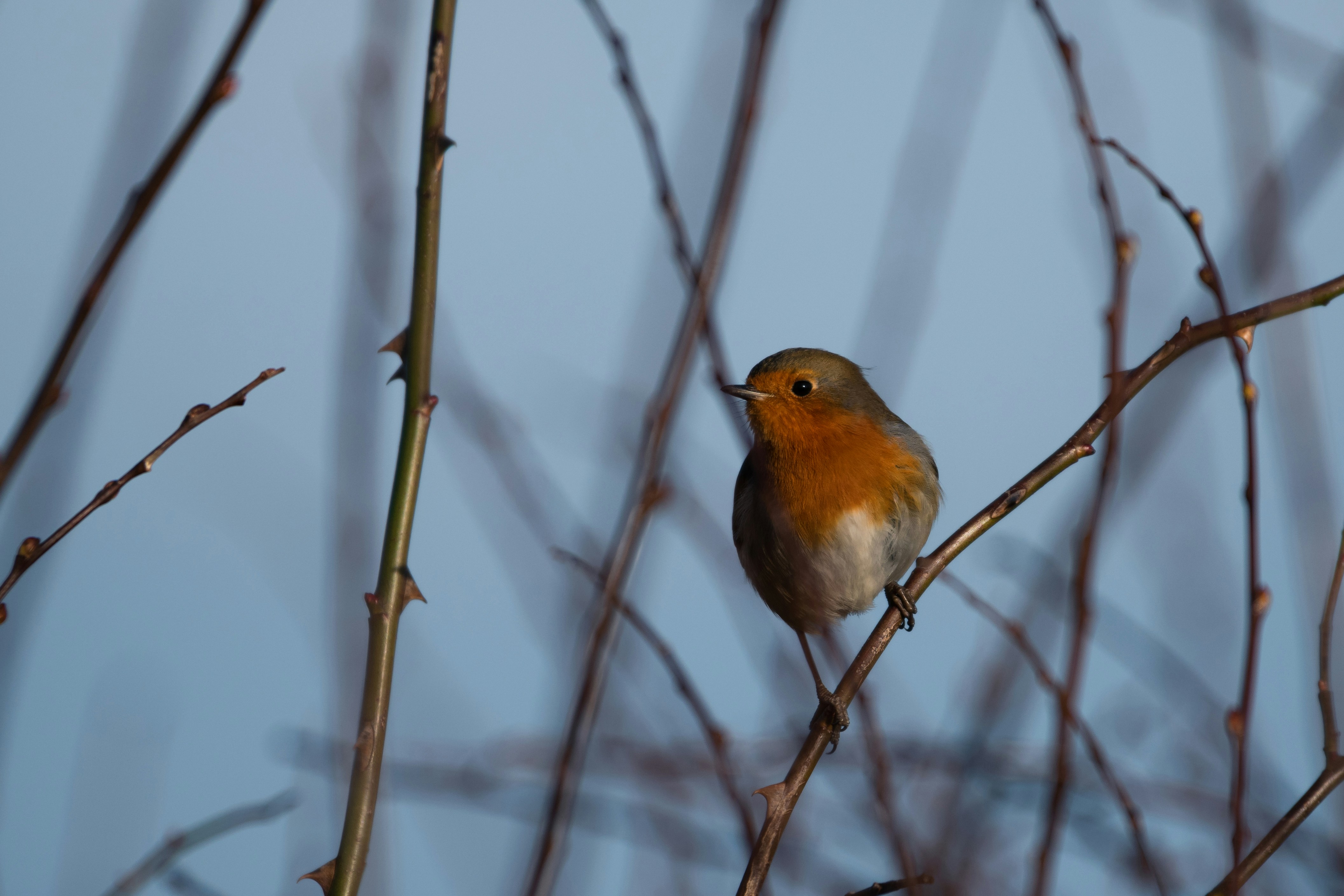 Red Robin Pictures | Download Free Images on Unsplash