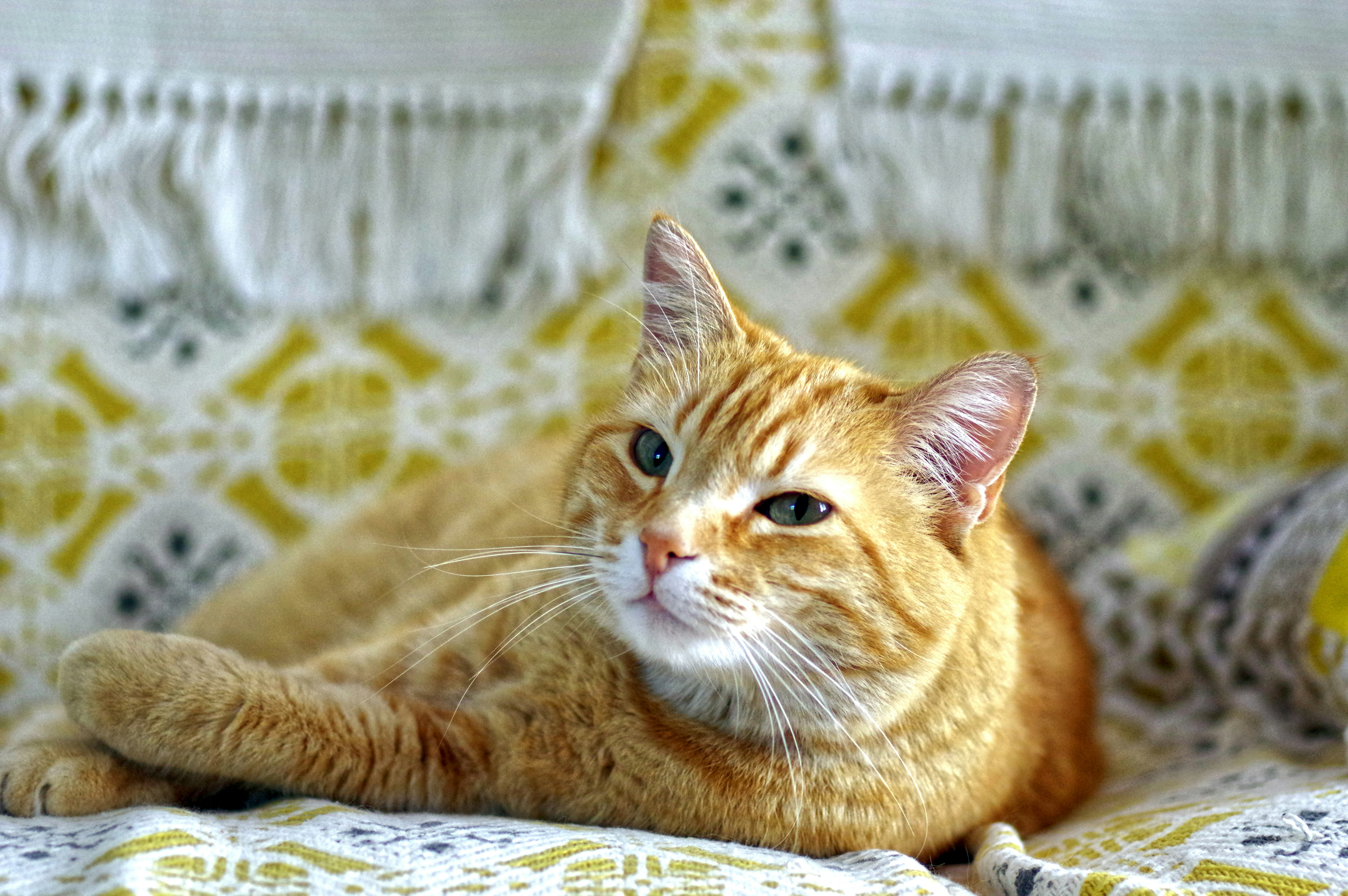 Jessie : My old female cat  | an orange cat laying on top of a couch
