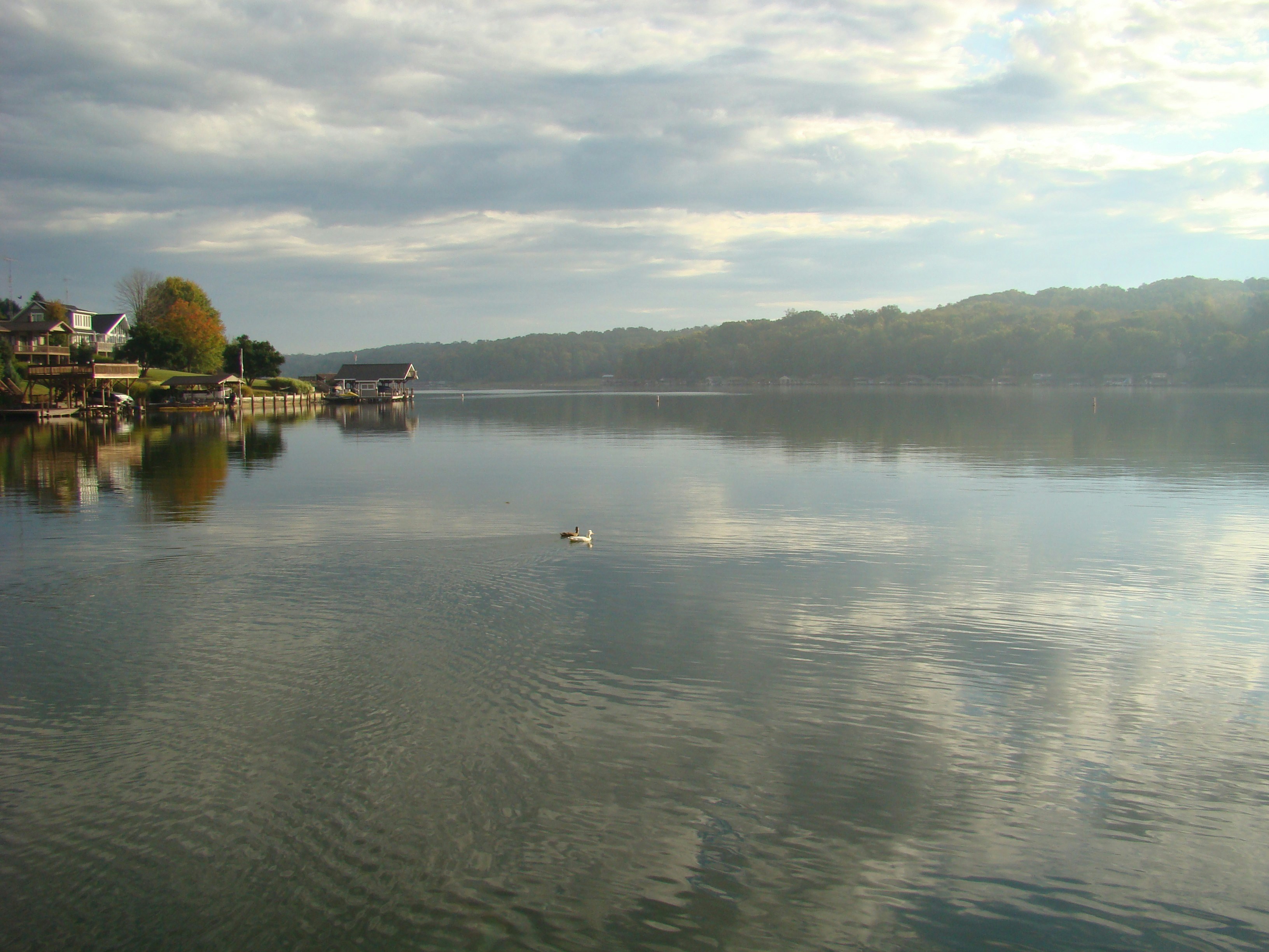 Bird gliding across a serene lake with distant shoreline and cloudy sky reflections.