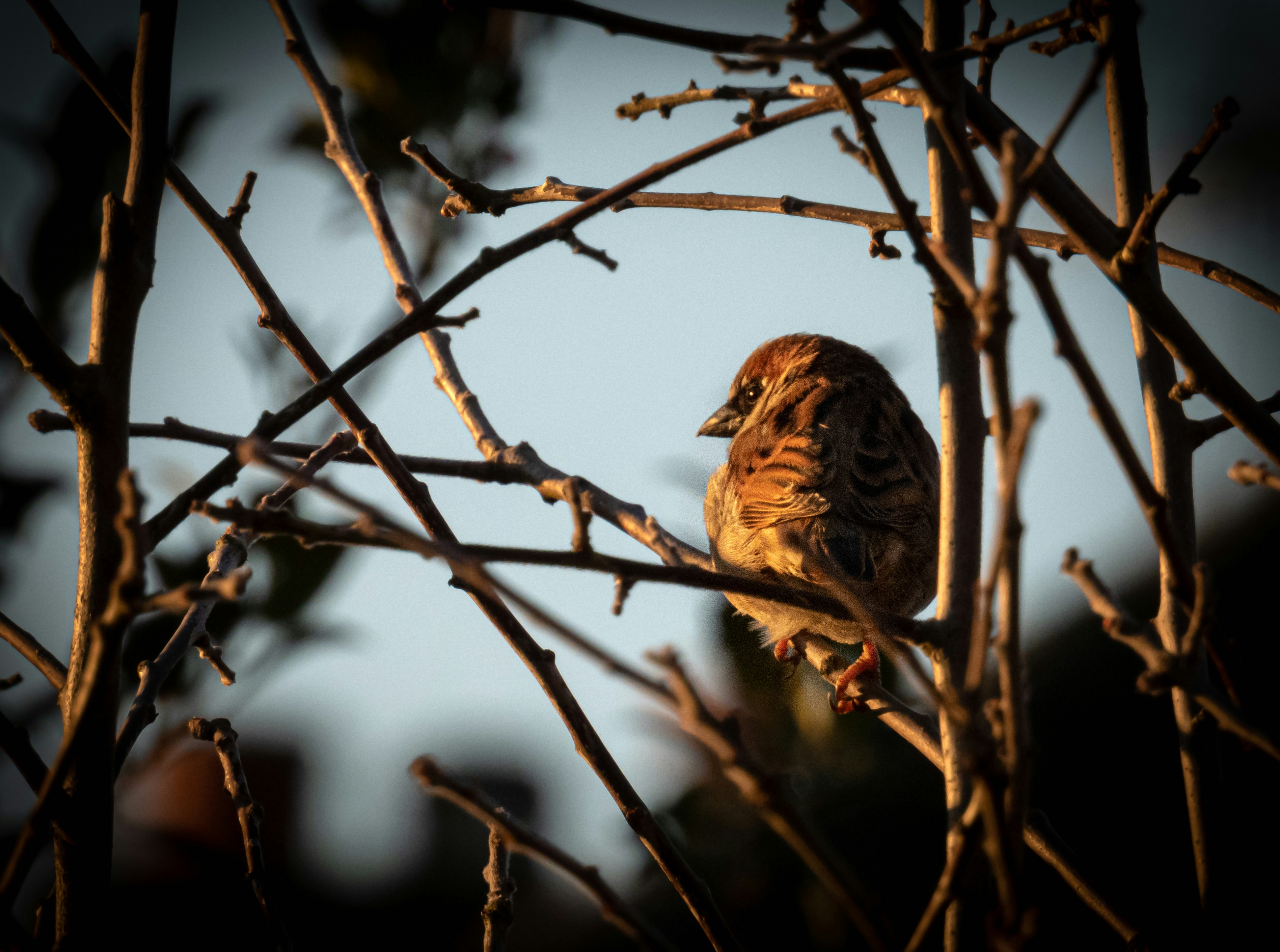 Photograph of a small brown bird perched among bare branches with warm backlighting creating a soft, shallow background.