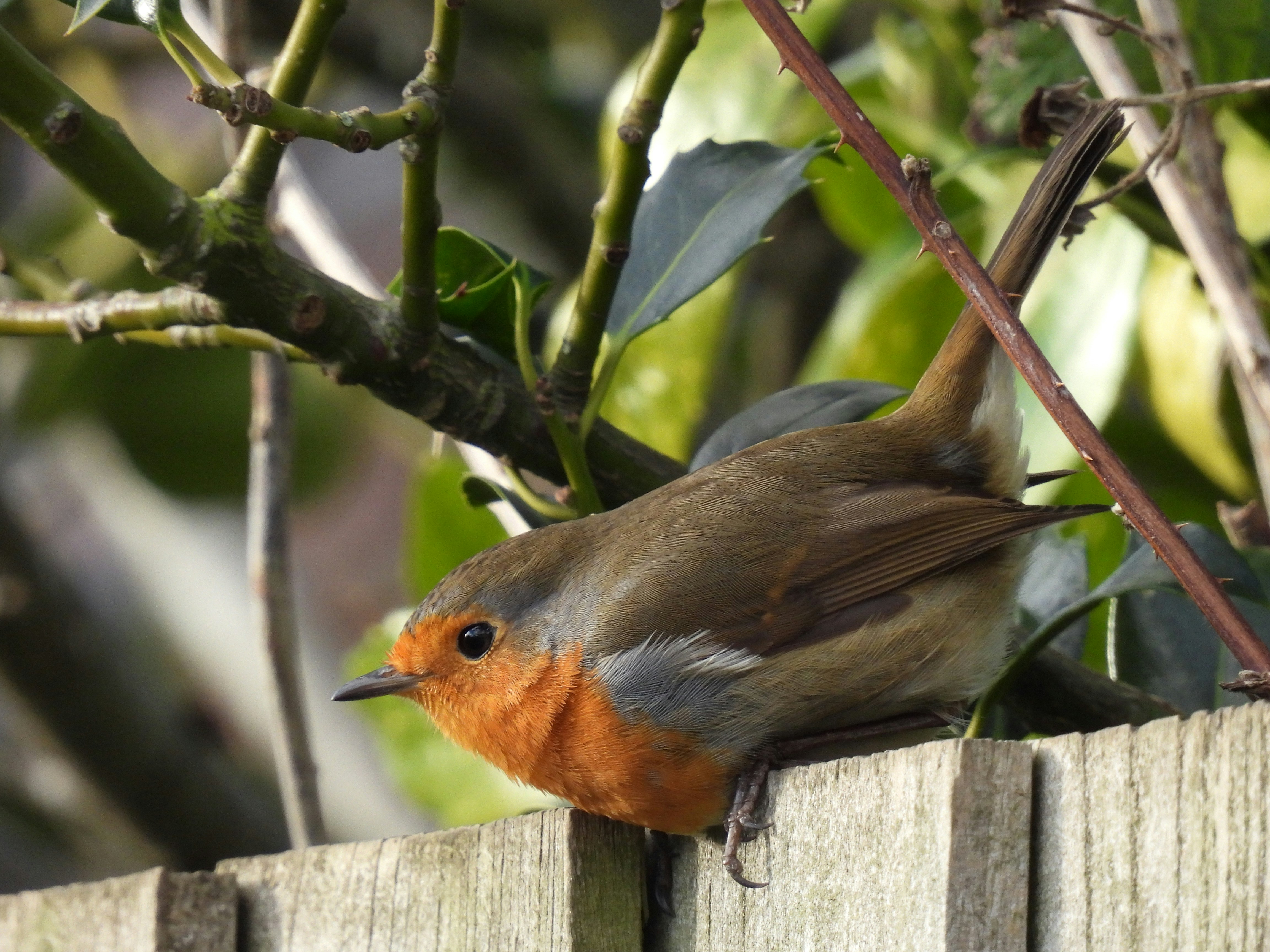 Robin perched on a wooden fence surrounded by lush greenery.
