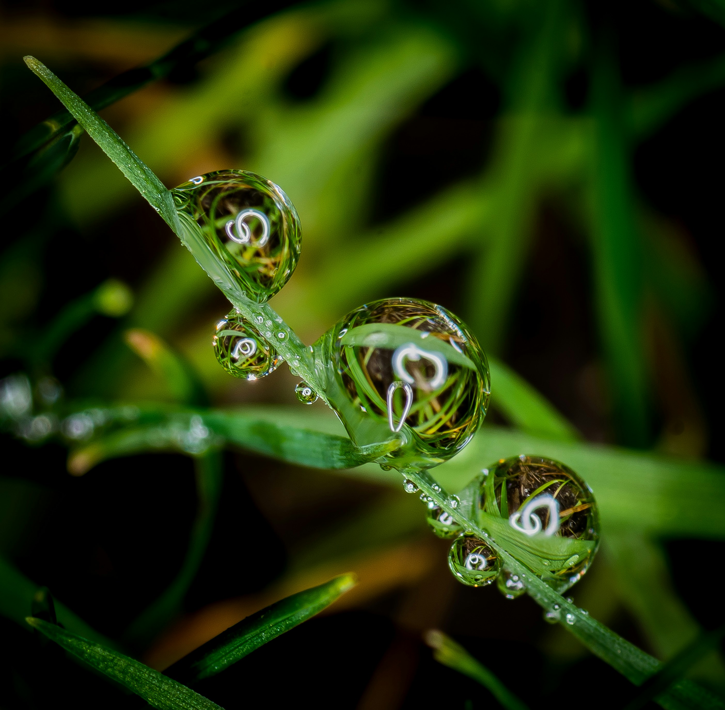 Three water droplets sitting on top of a blade of grass photo – Free ...