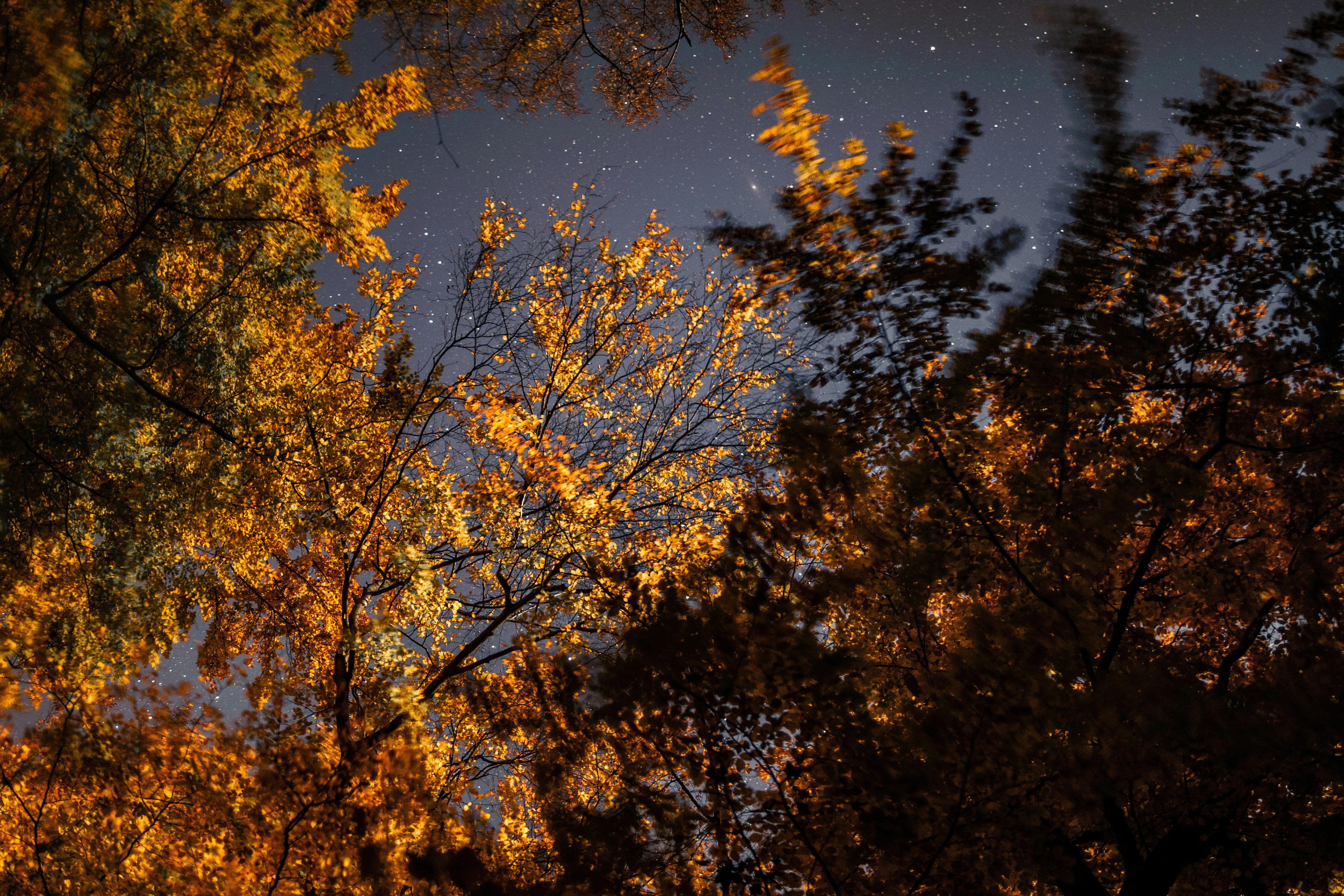 Ember Leaves Beneath a Starry Canopy