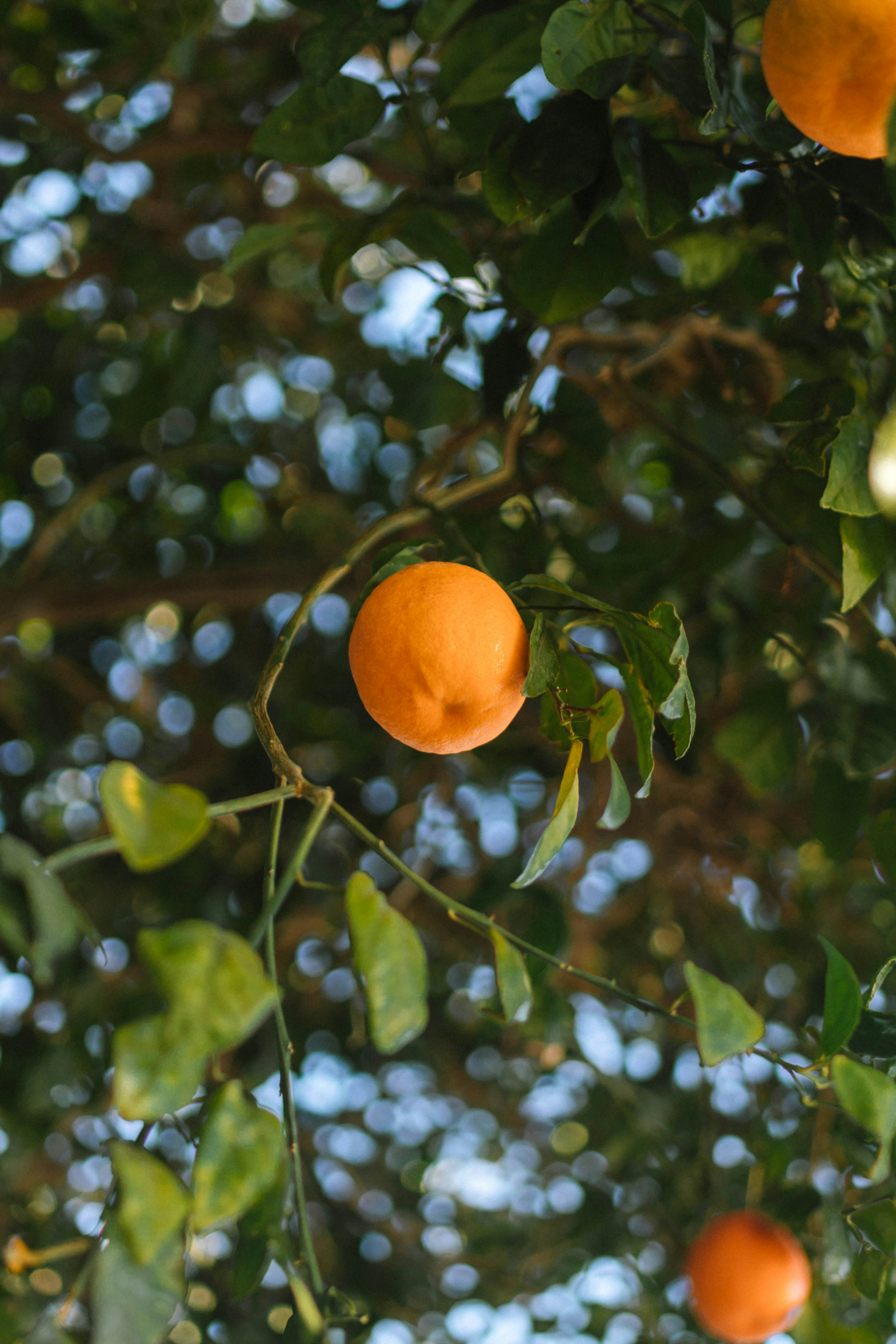 A tree filled with lots of ripe oranges photo – Free Plant Image on ...