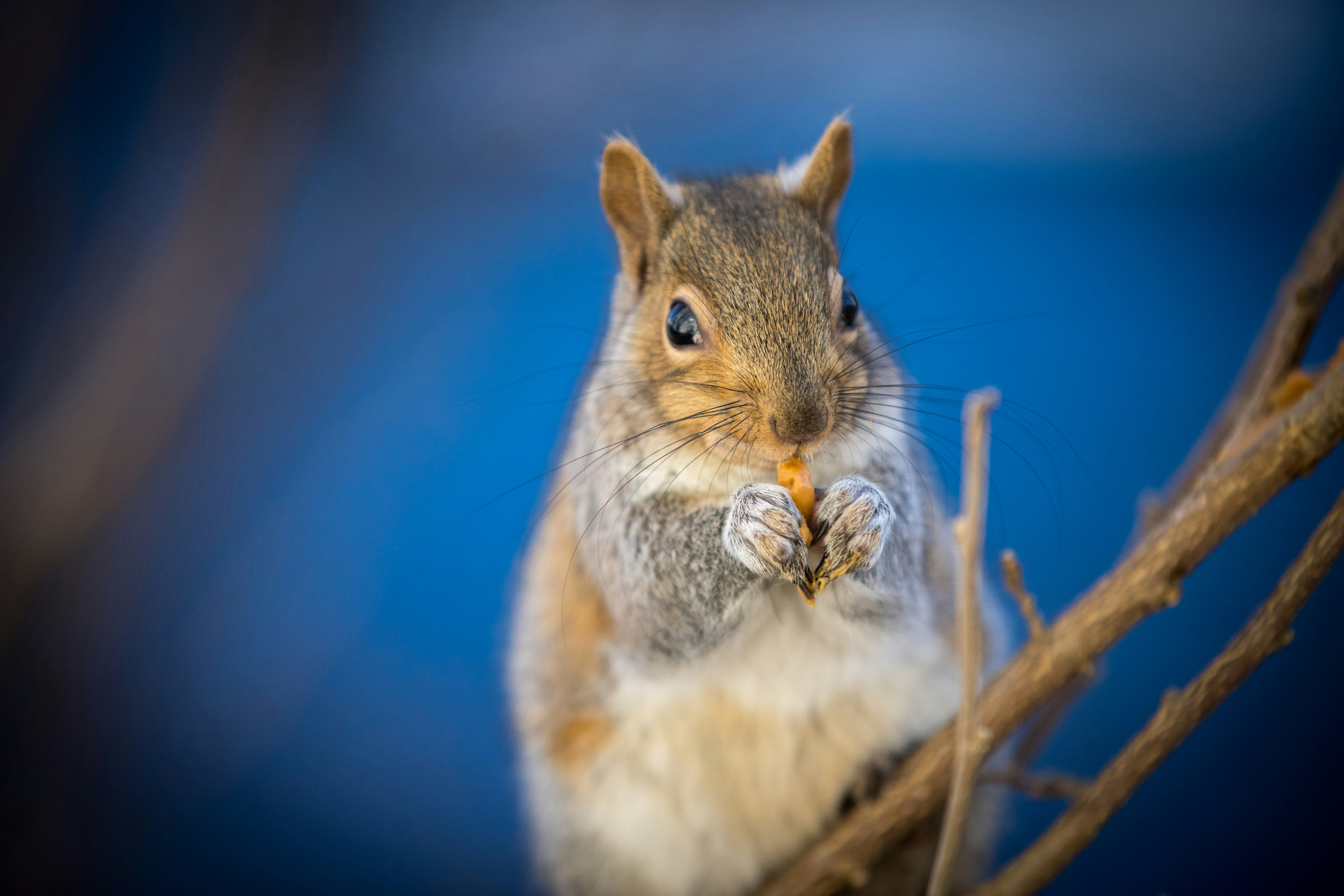 Una ardilla comiendo un pedazo de comida en la rama de un árbol foto ...
