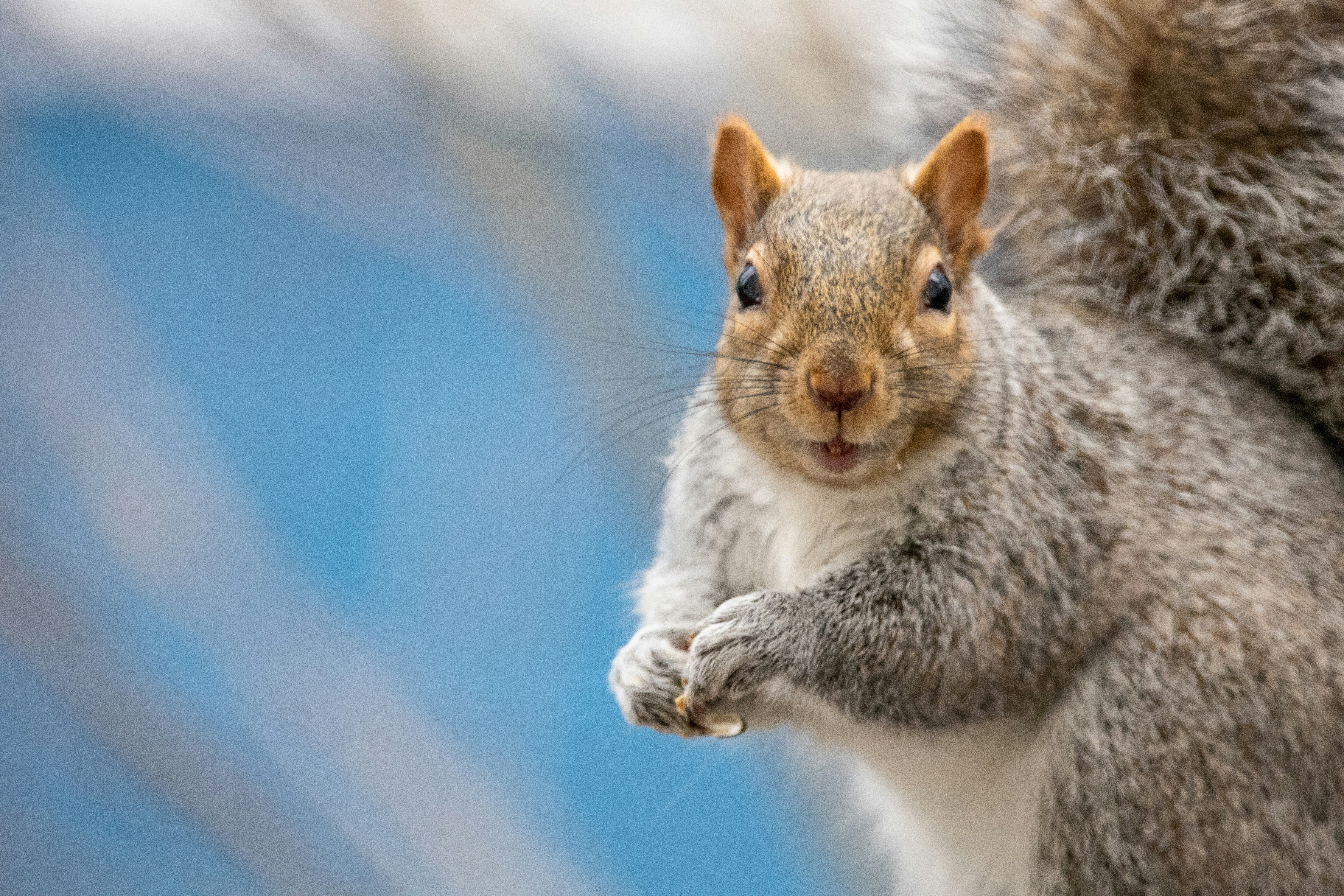 A close up of a squirrel on a tree photo – Free Squirrel Image on Unsplash