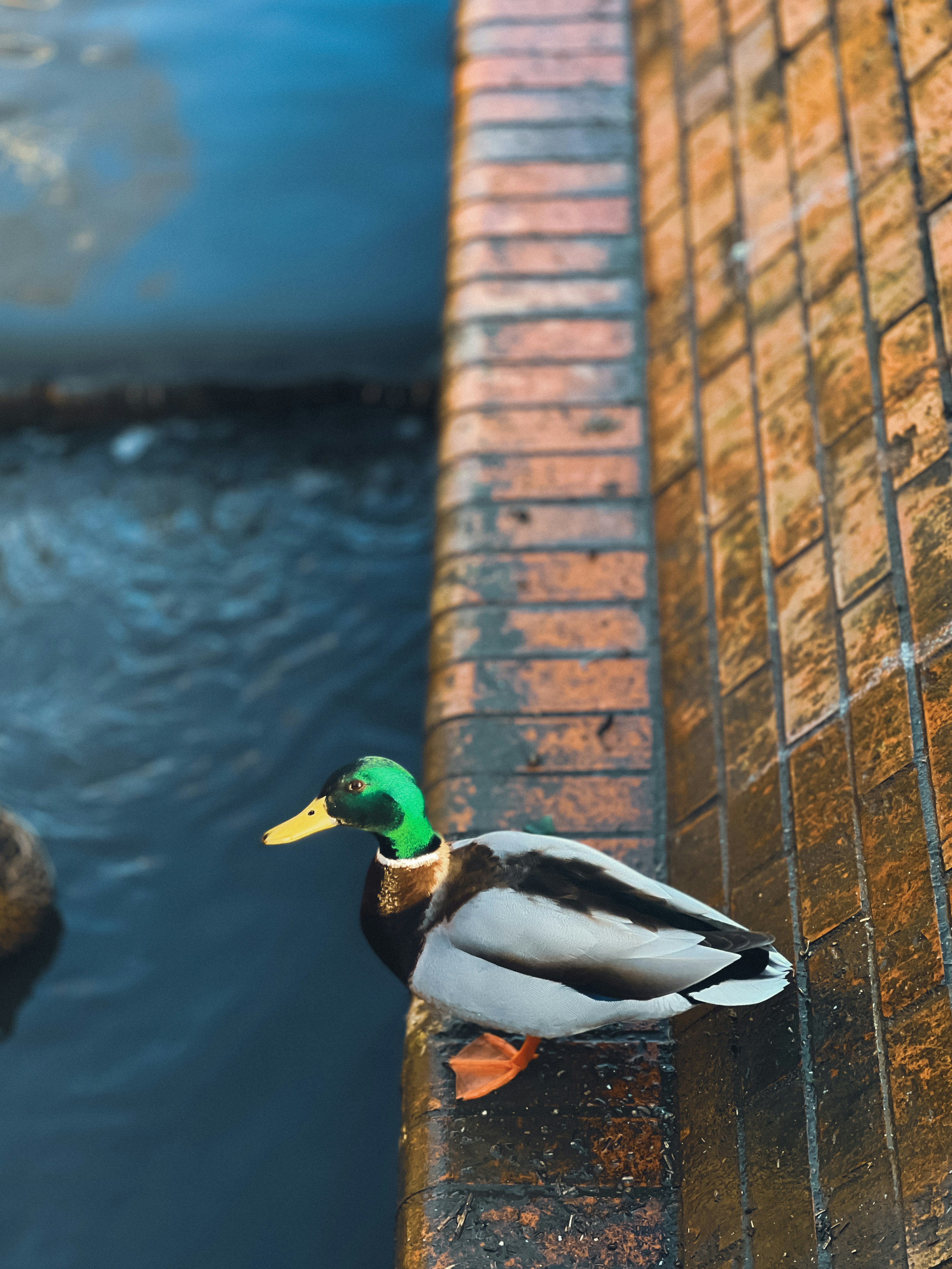 A duck standing on a brick wall next to a body of water photo – Free ...