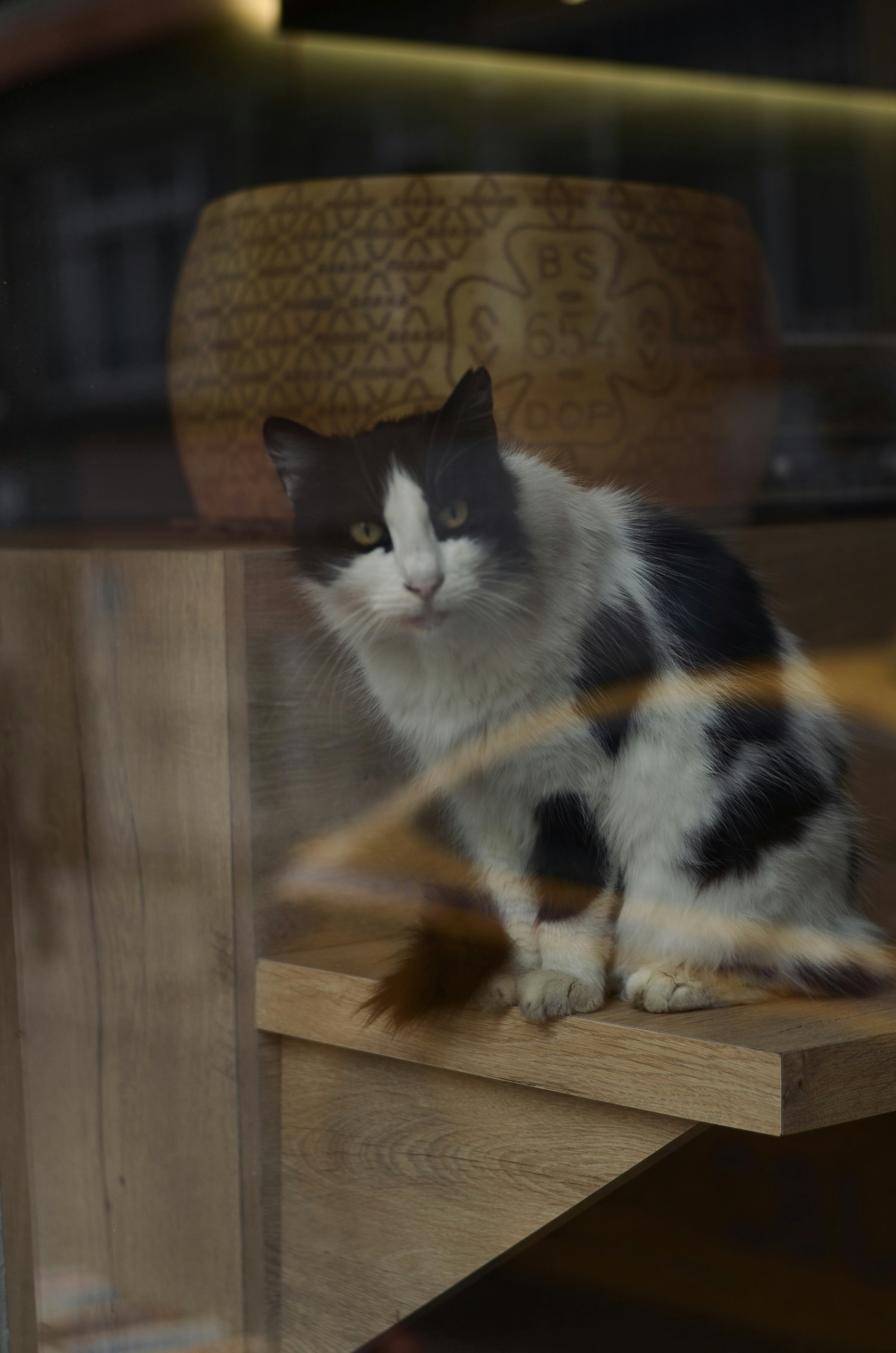 a black and white cat sitting on top of a wooden table