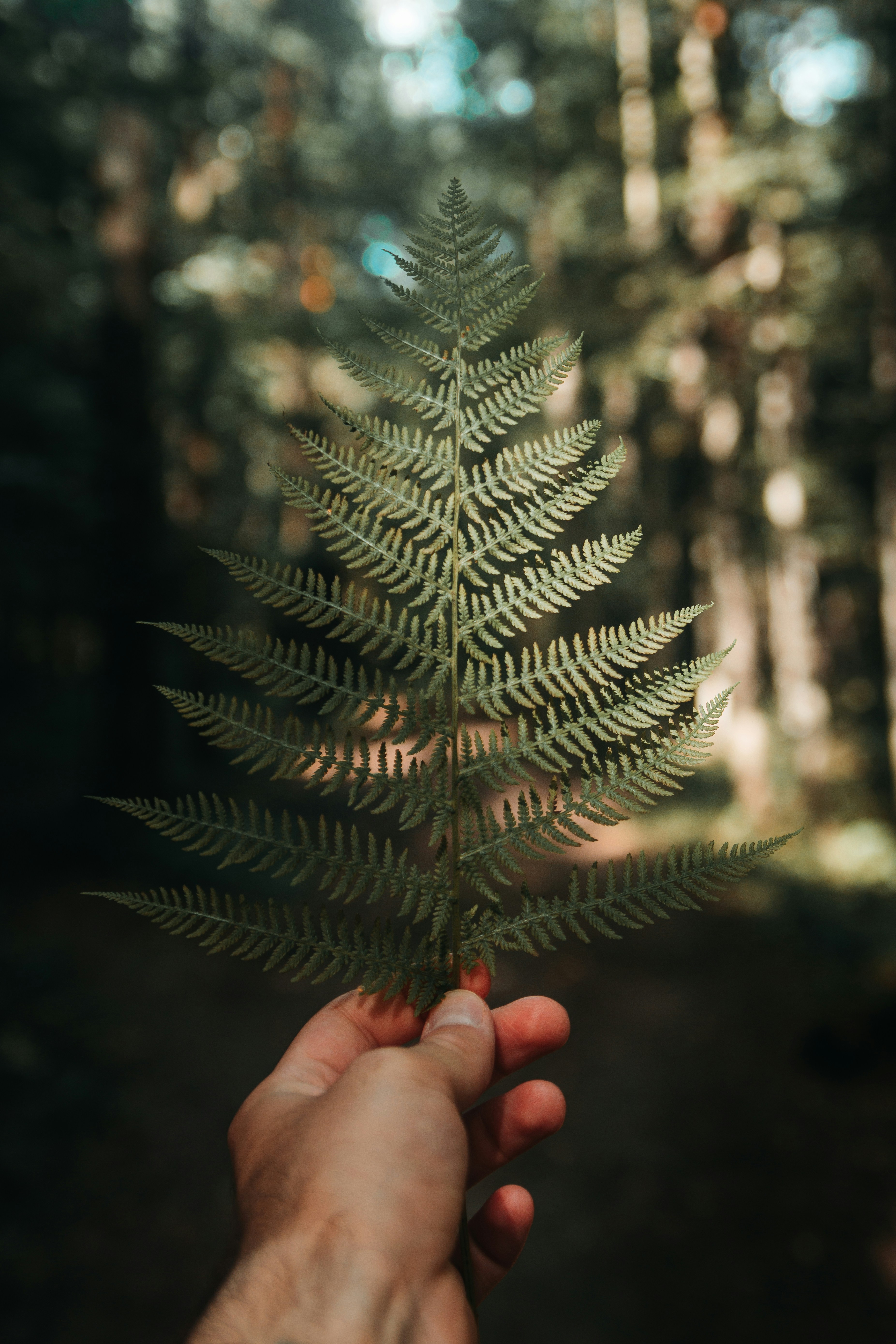 A hand holding a vibrant green fern against a blurred forest backdrop, emphasizing the intricate details of the leaf. The soft focus enhances the natural beauty of the scene.