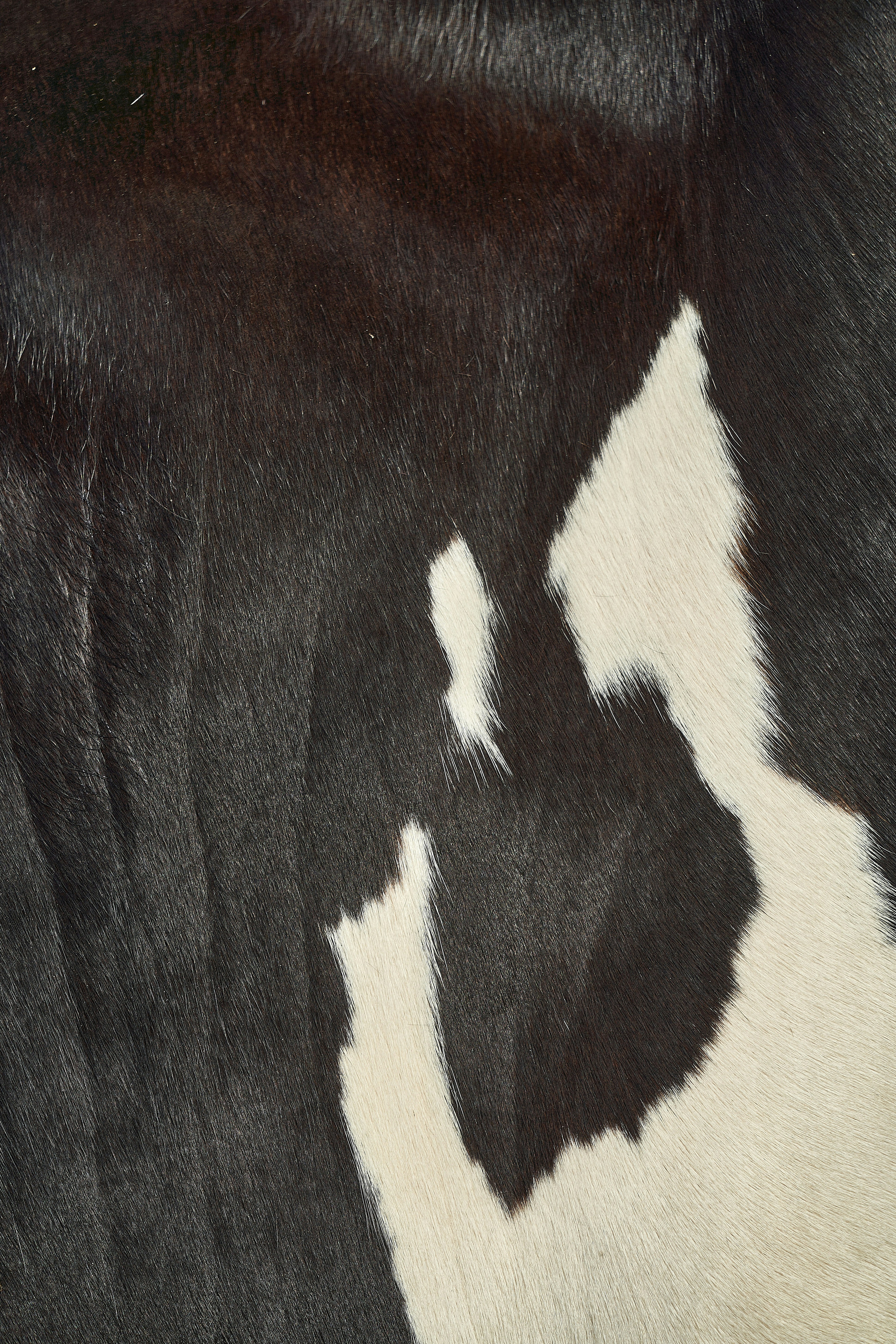 Close-up of a cowhide showcasing the unique textures and patterns of the fur. The contrast between black and white creates a striking visual effect.