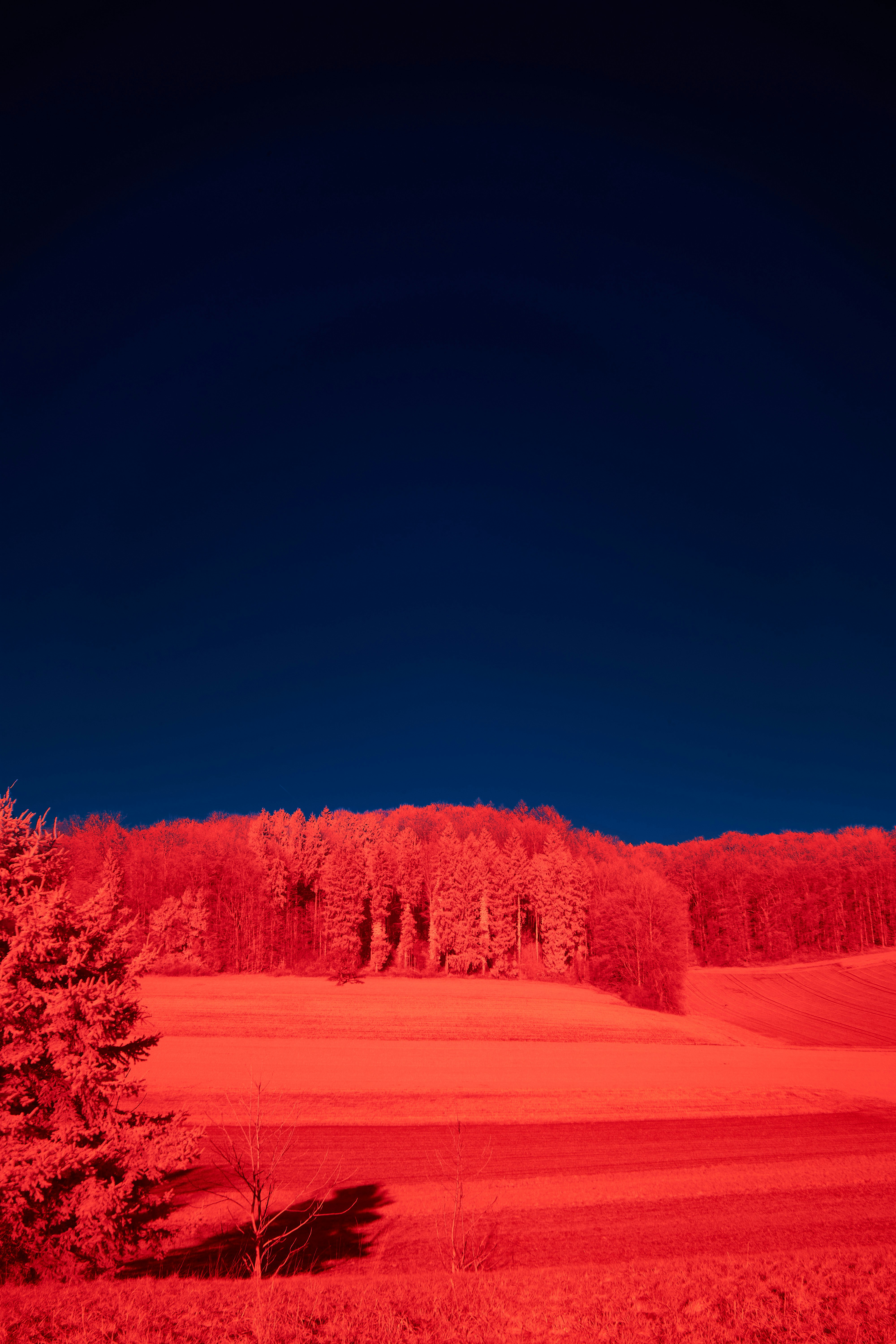 Une image infrarouge rouge d’un arbre dans un champ photo – Photo La ...