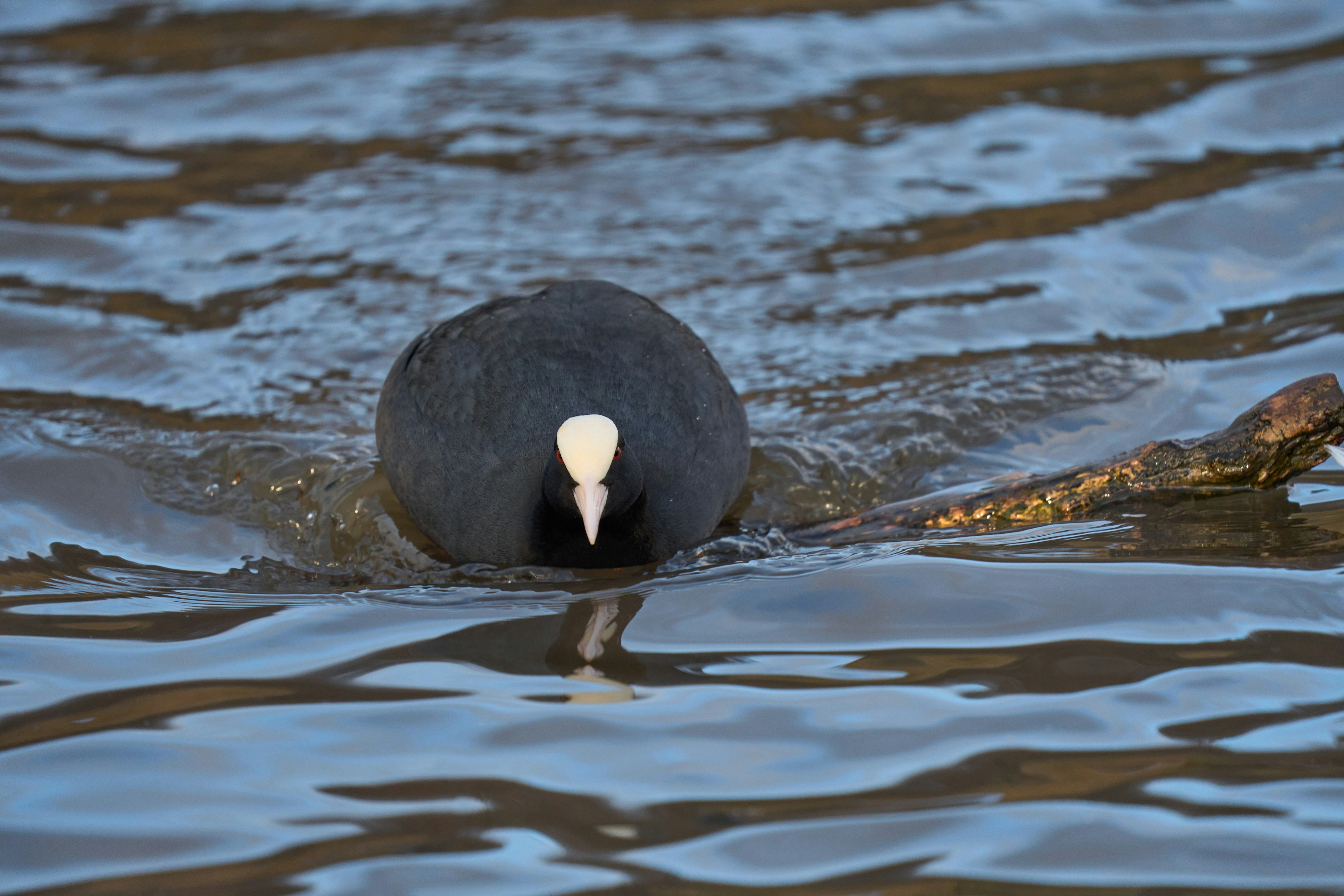 Foto zum Thema Ein schwarzer Vogel mit weißem Schnabel schwimmt im ...