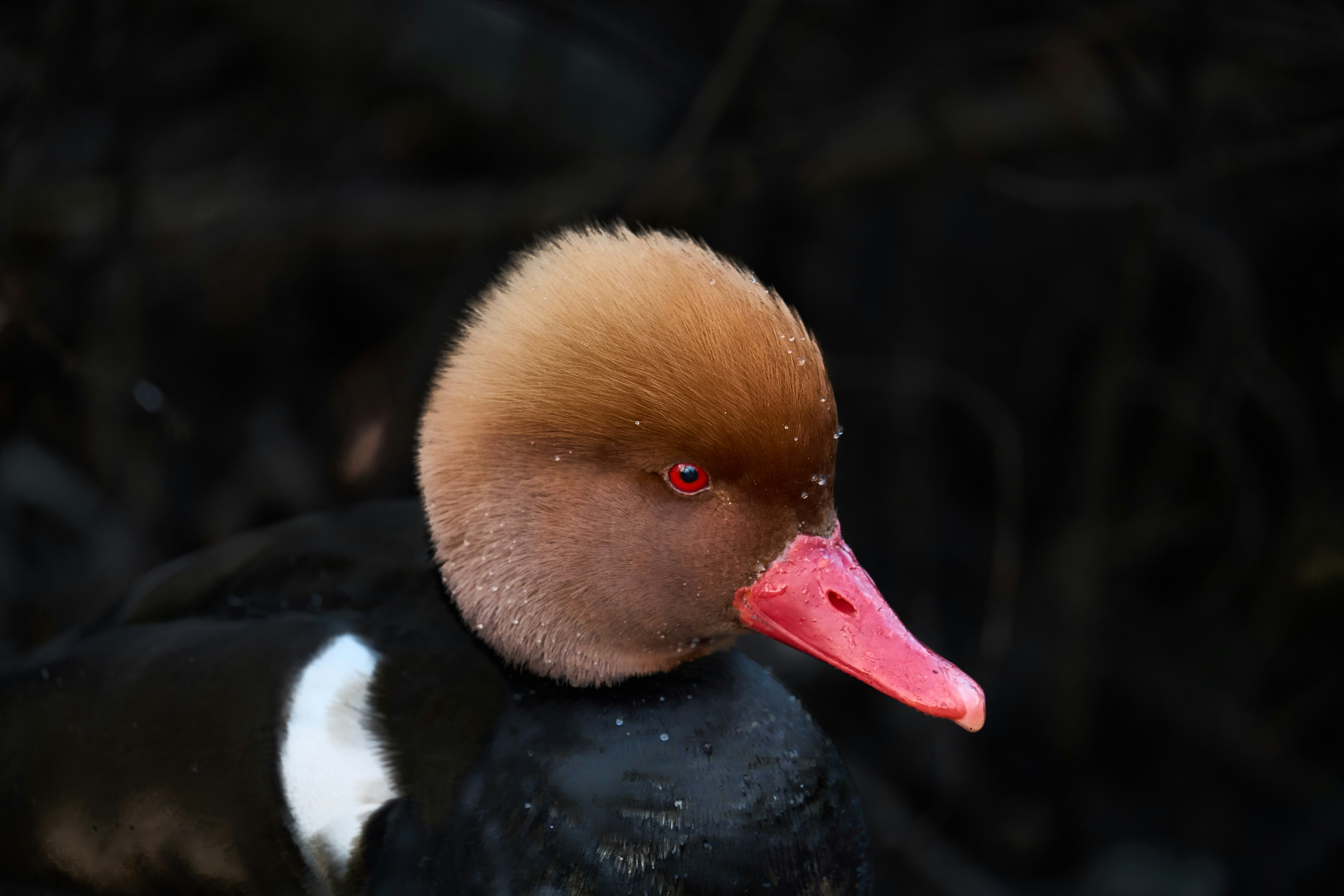 Close-up of a Red-eyed Duck with Warm Chestnut Plumage