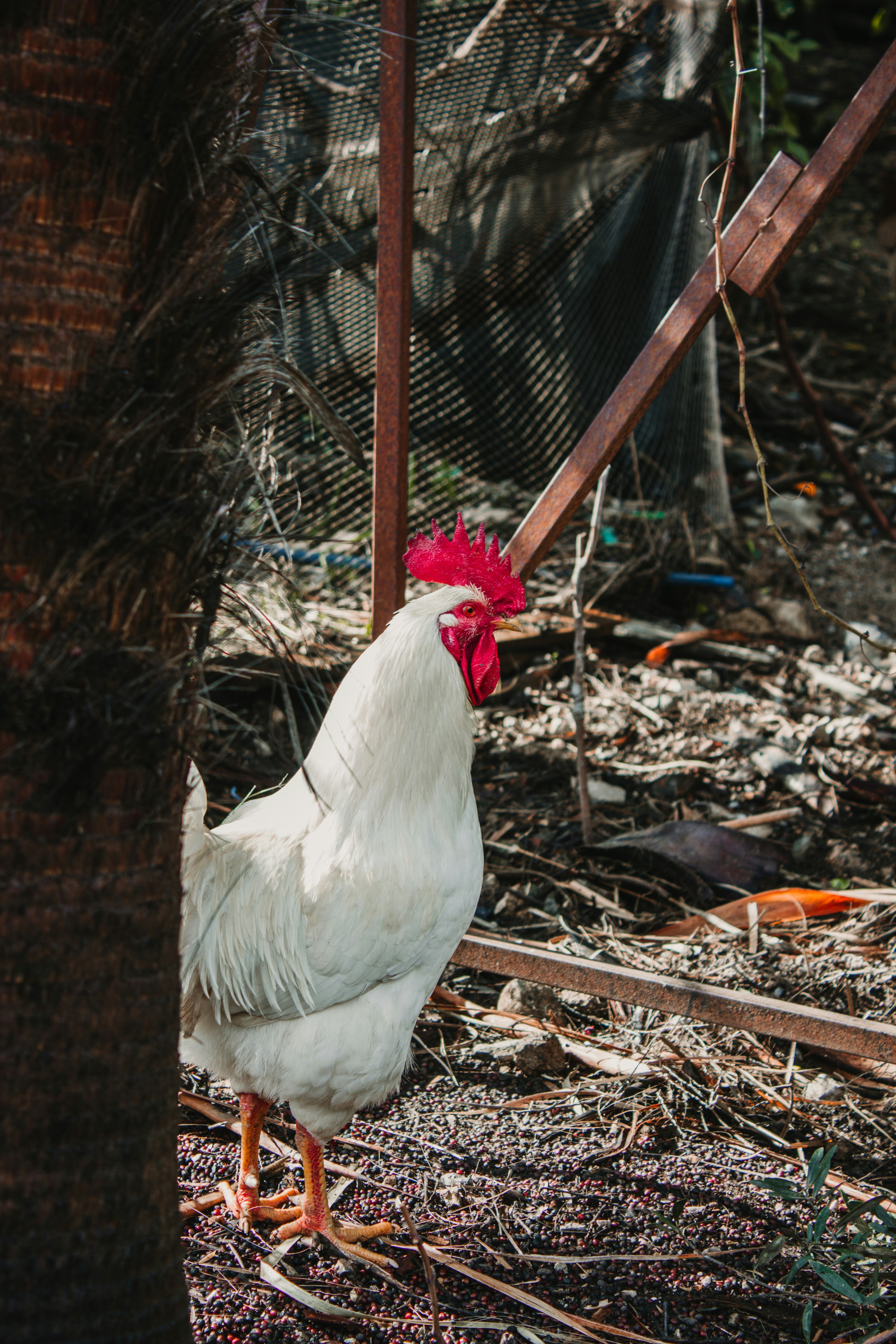 White rooster in a rustic yard bathed in dappled light