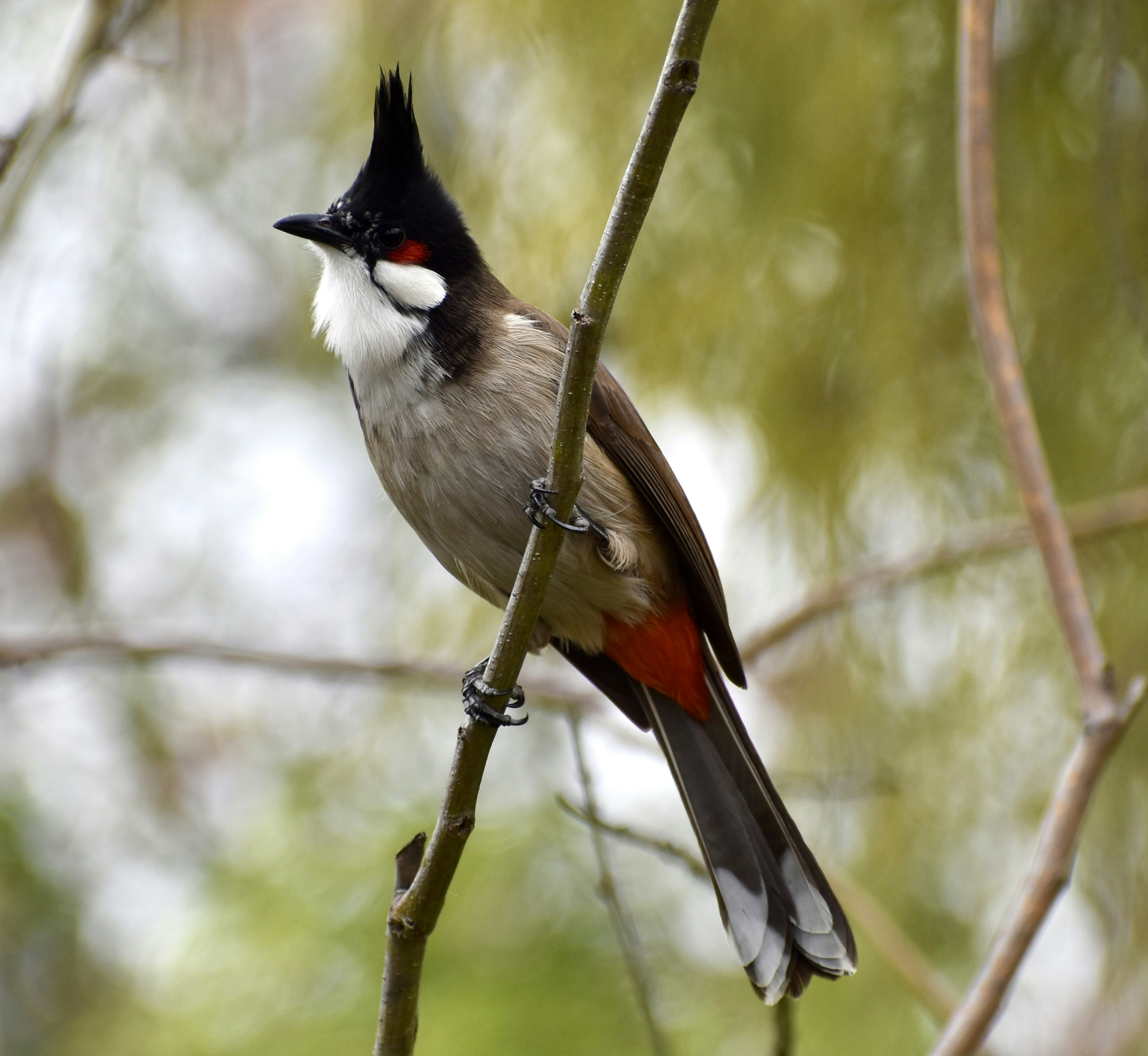 A bird sitting on top of a tree branch photo – Free Animal Image on ...