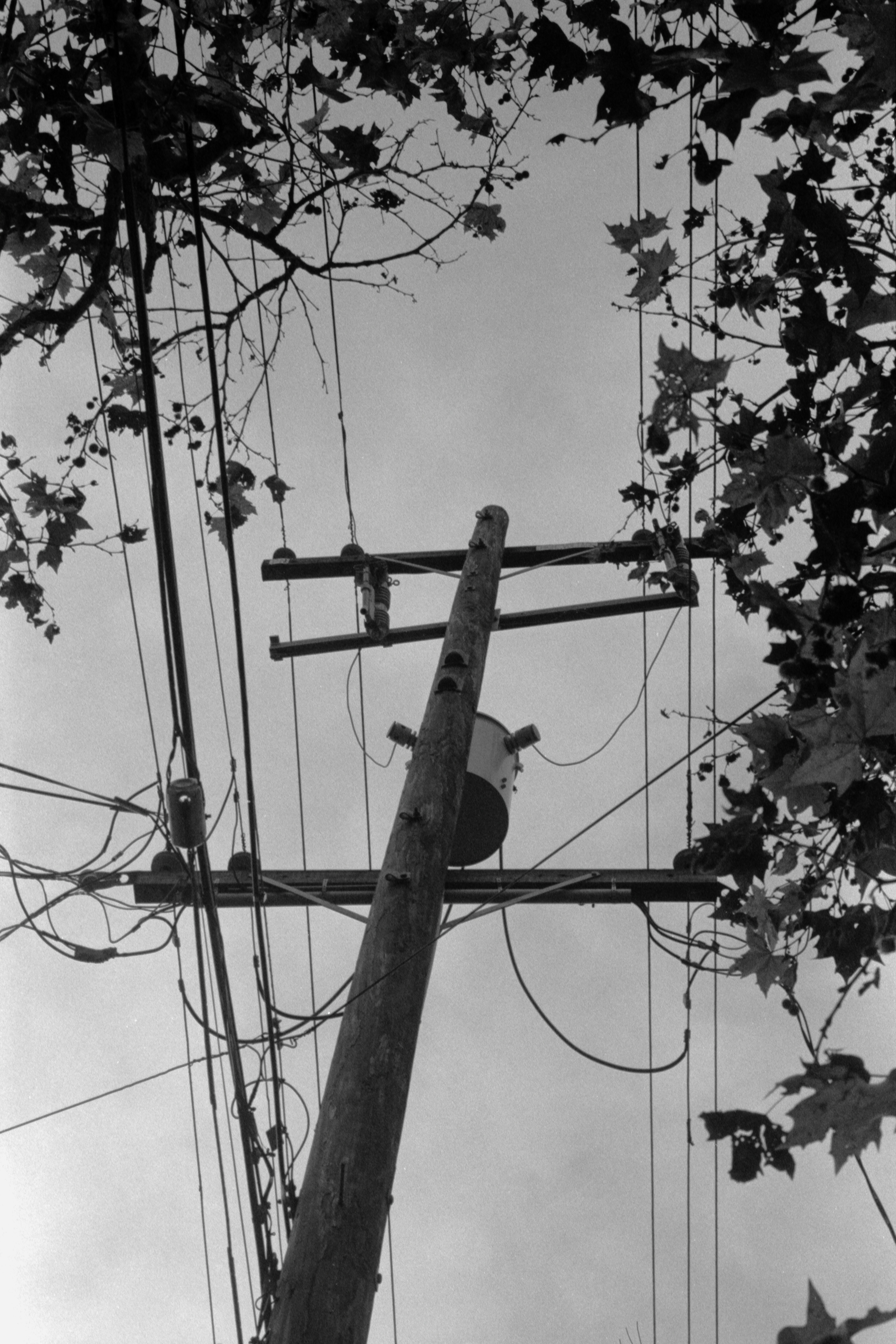 A telephone pole surrounded by branches and power lines, viewed from below against a cloudy sky.