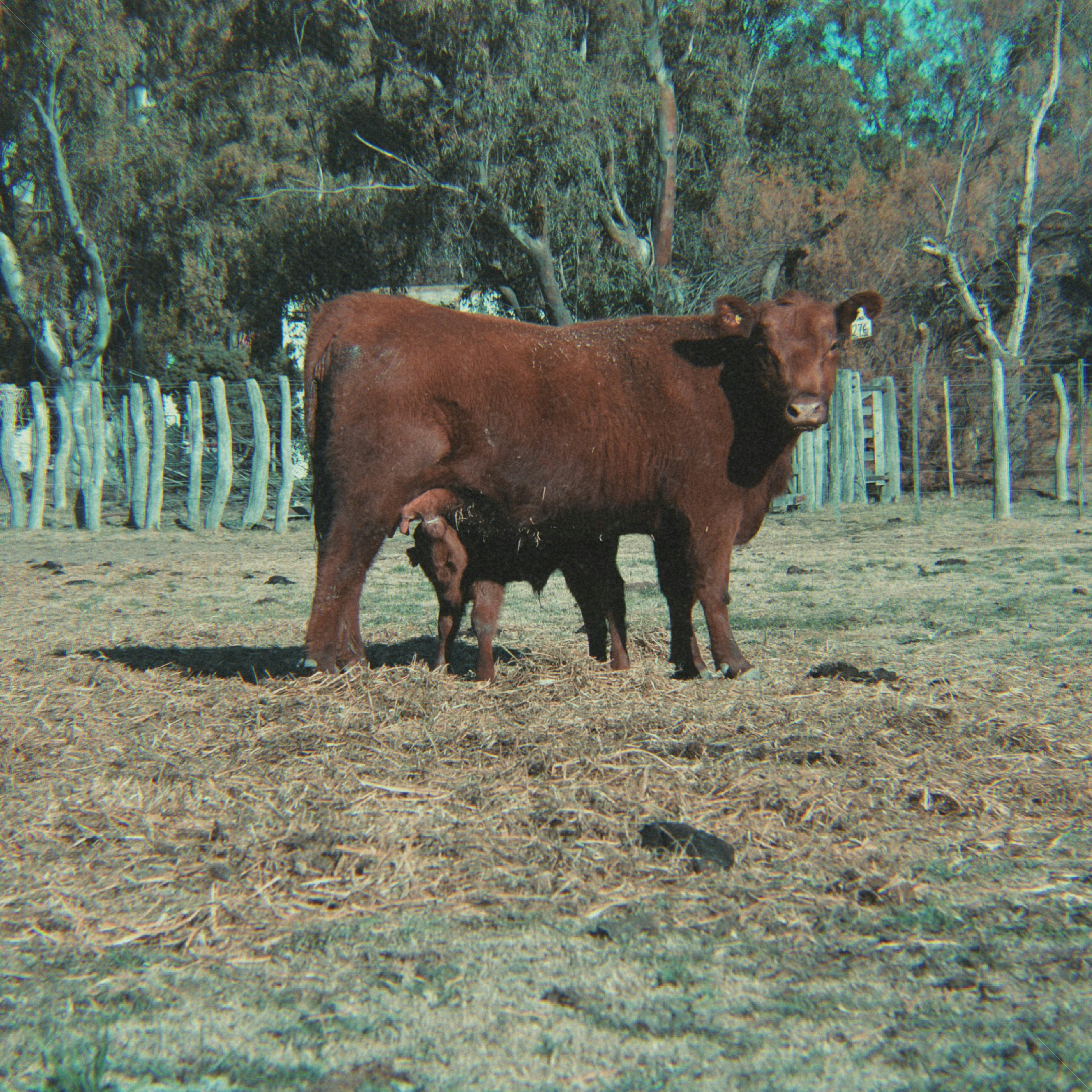 two brown cows standing next to each other in a field