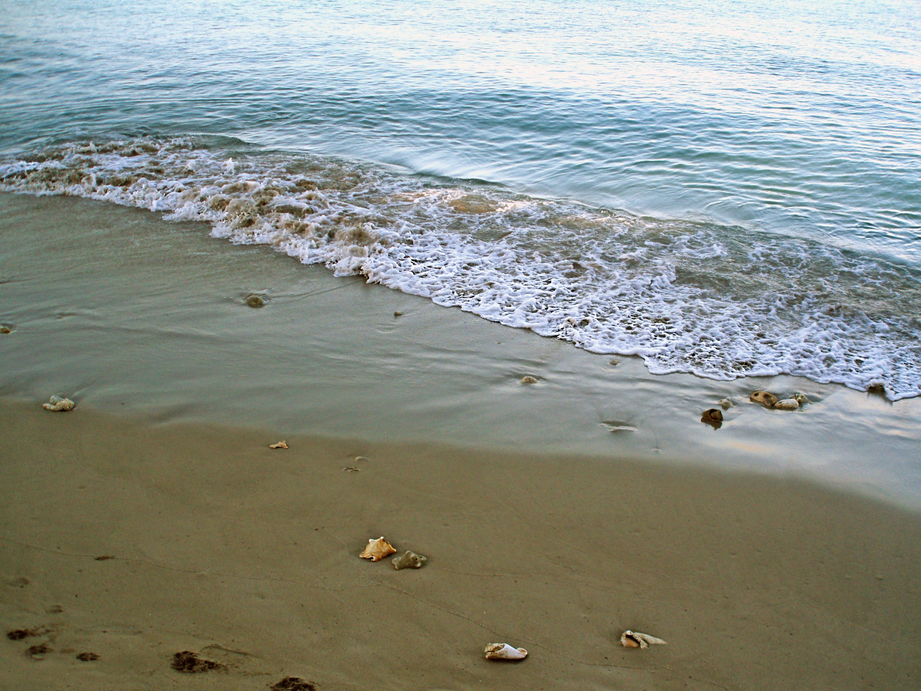 Gentle waves lapping at a sandy beach scattered with seashells, capturing the serene essence of coastal life.