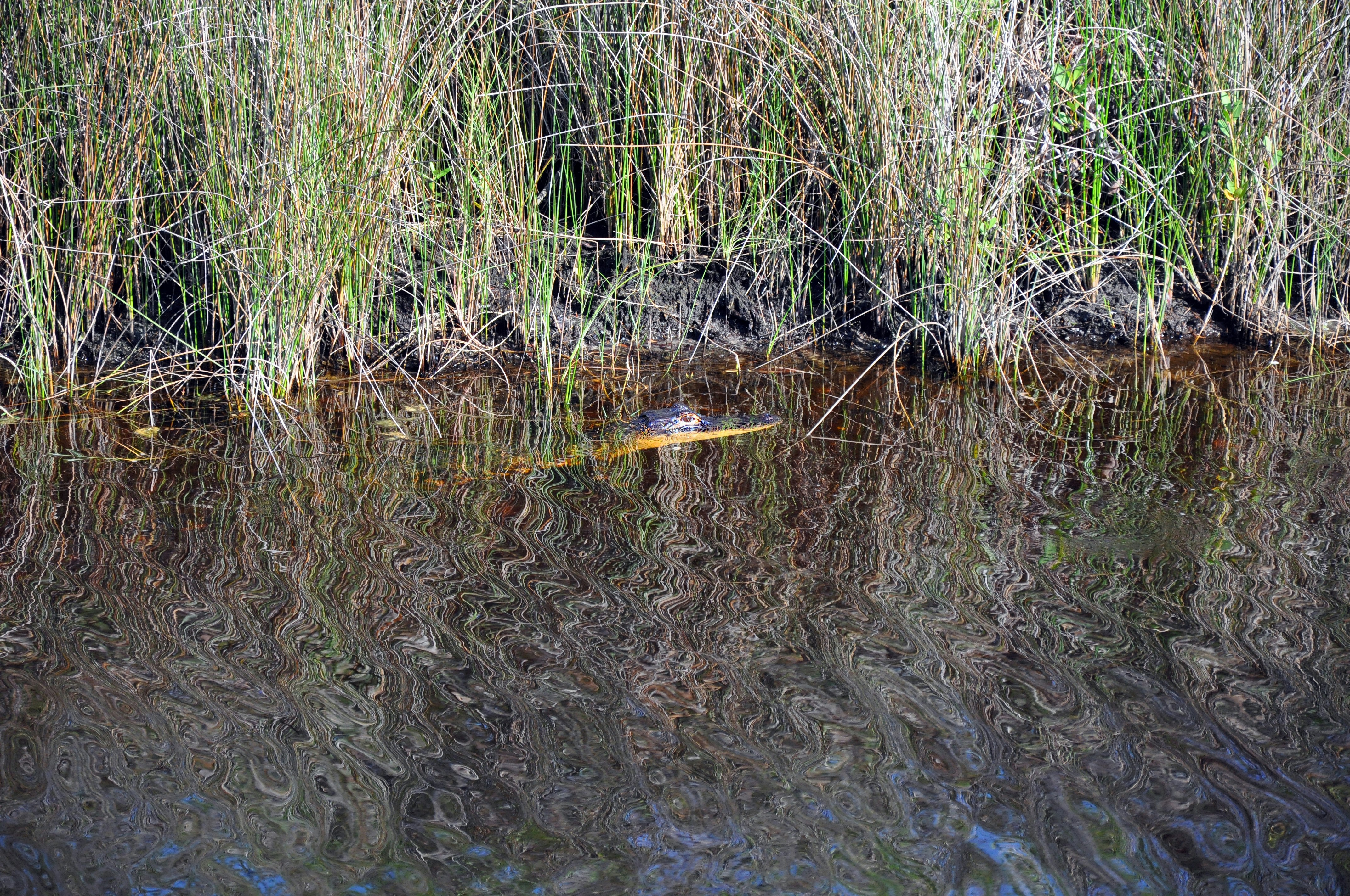 A turtle partially submerged in a reflective marsh, surrounded by tall grasses. The water's surface creates a mesmerizing ripple effect.