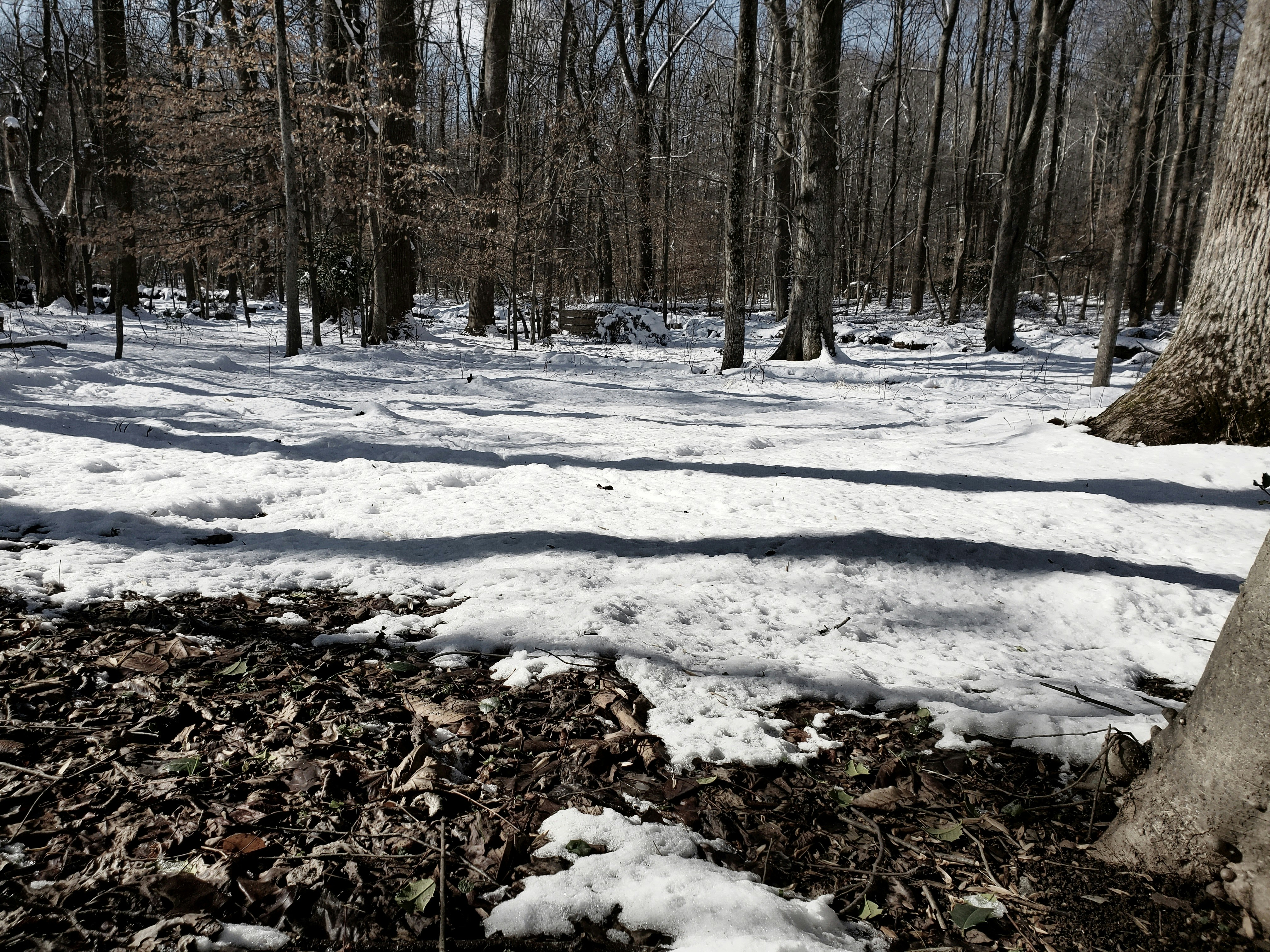 a snowboarder is going down a trail in the woods