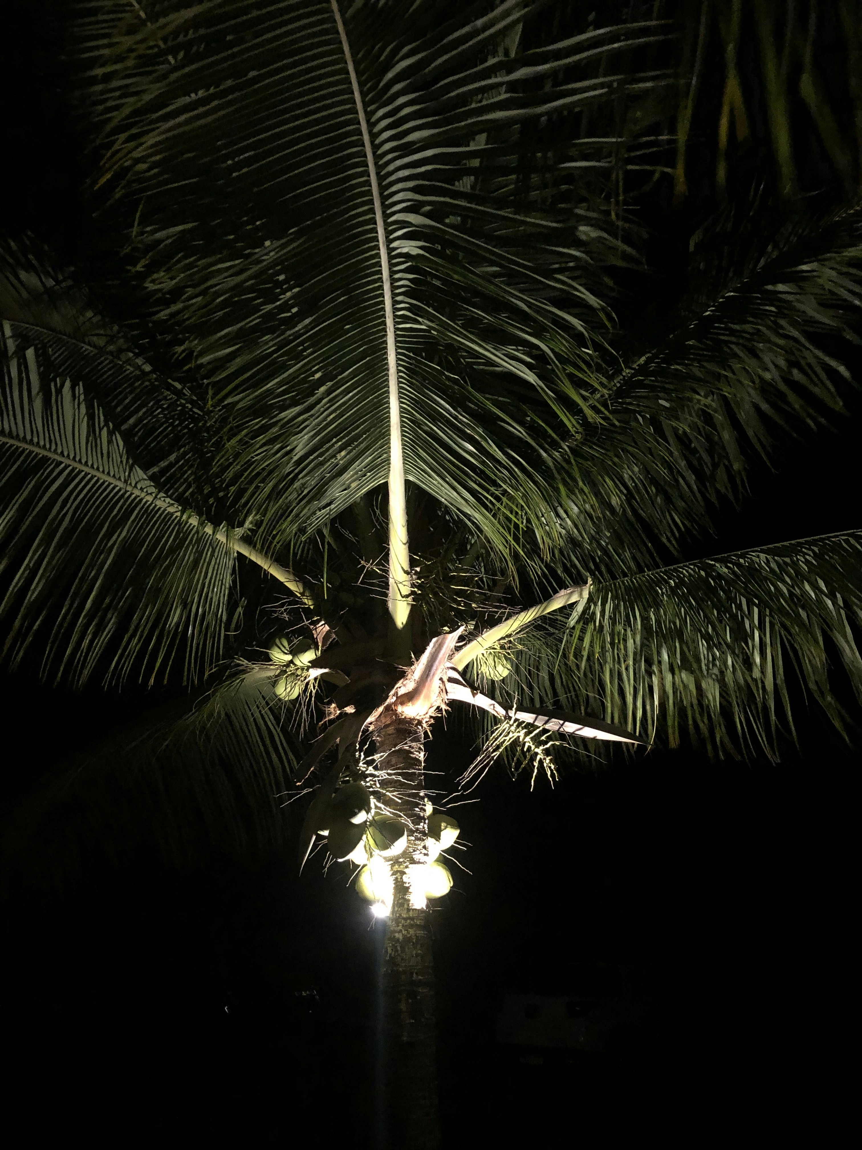 Coconut palm tree illuminated by ground lights, showcasing its lush fronds against a dark backdrop.