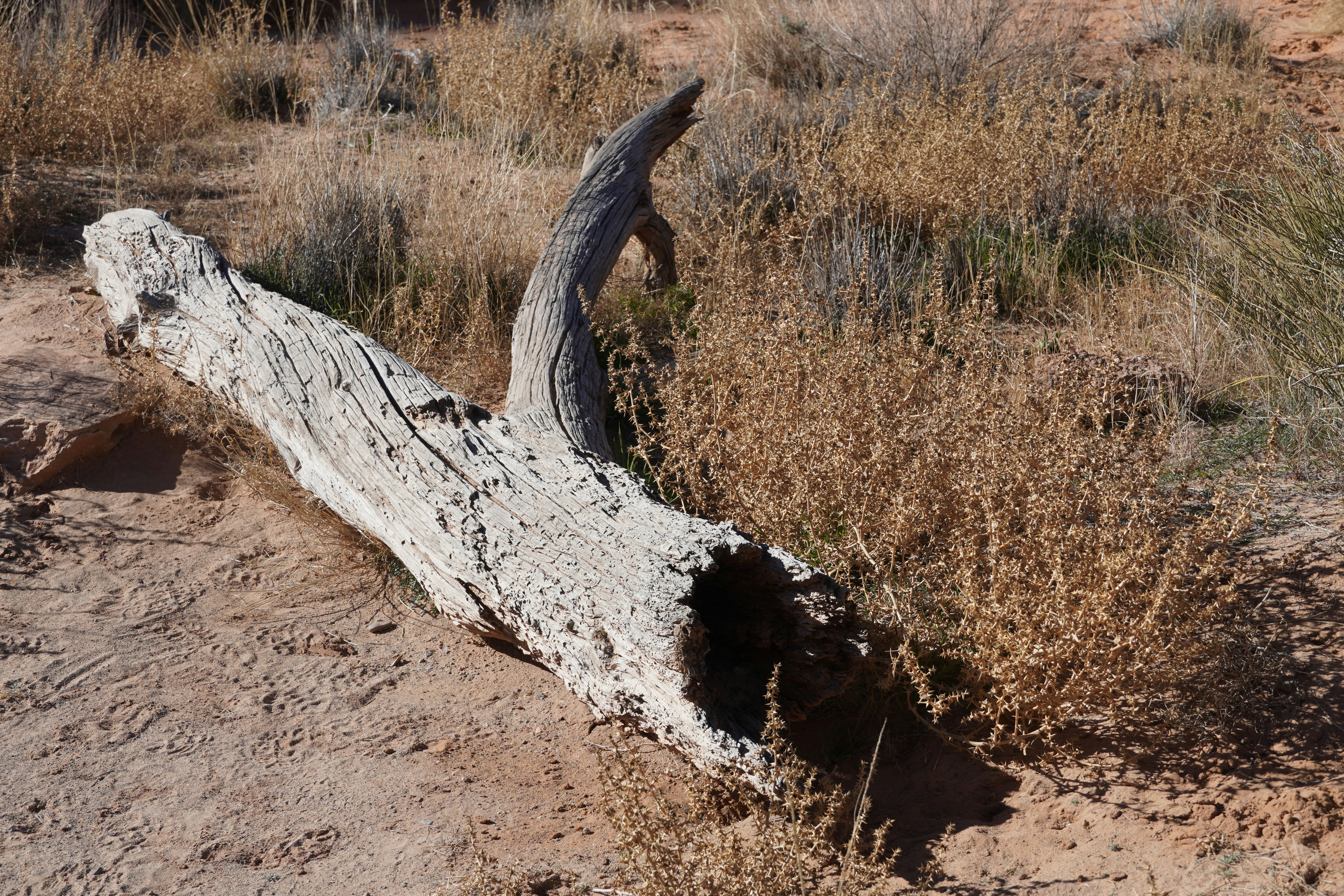 A tree stump in the middle of a desert photo – Free National park Image ...